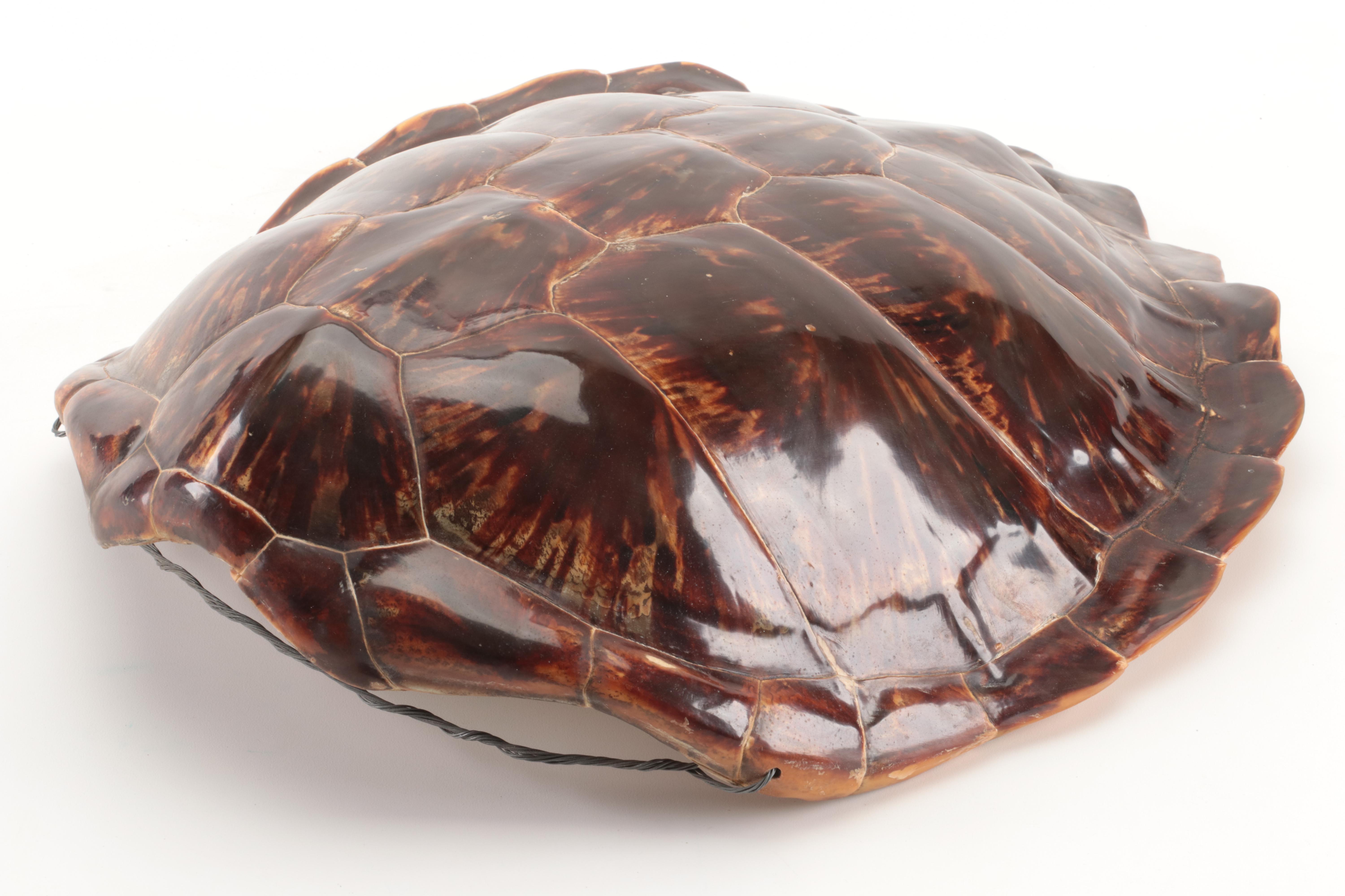 Hawksbill Sea Turtle Shell, Early 20th Century | EBTH