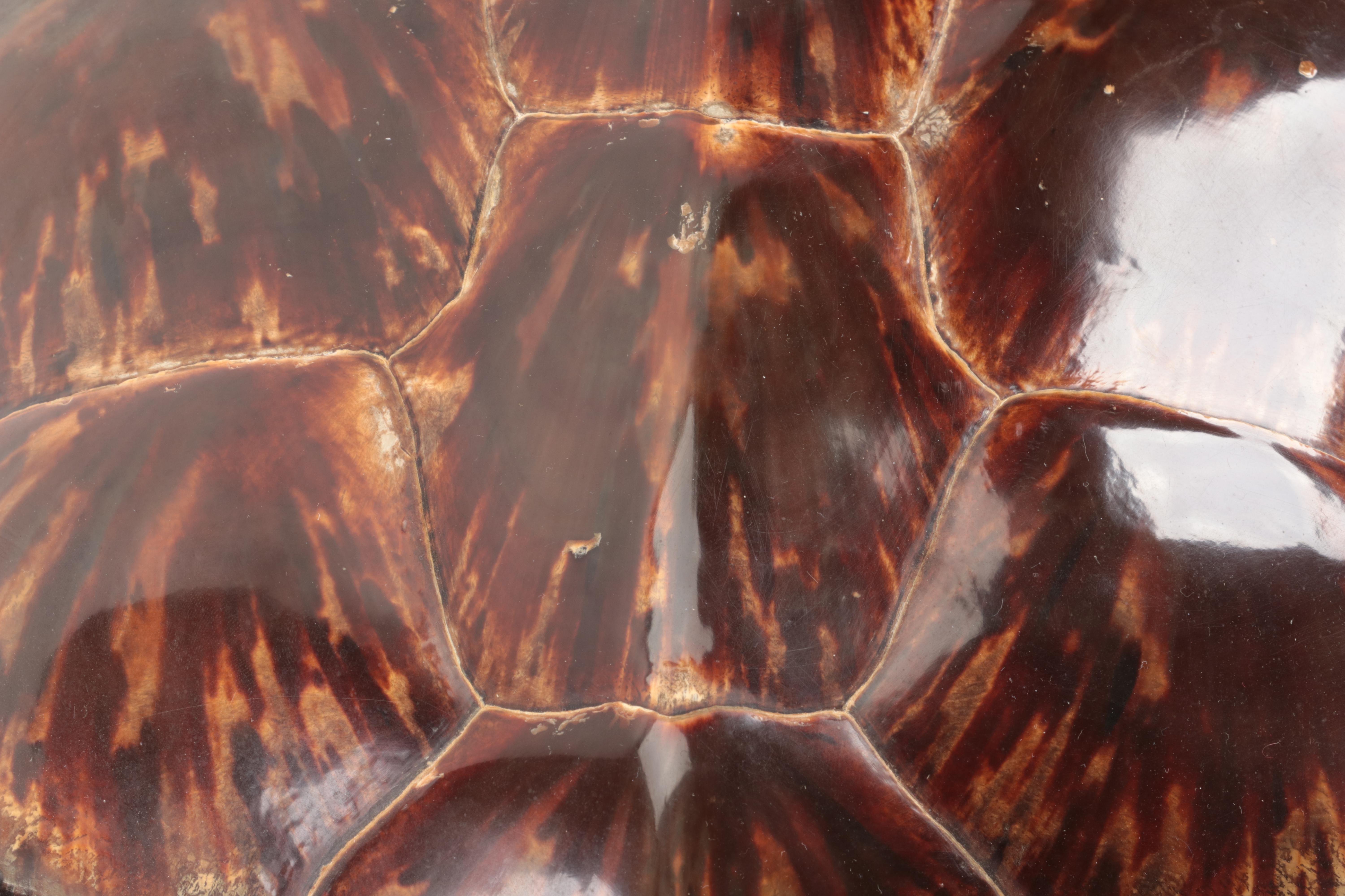 Hawksbill Sea Turtle Shell, Early 20th Century | EBTH