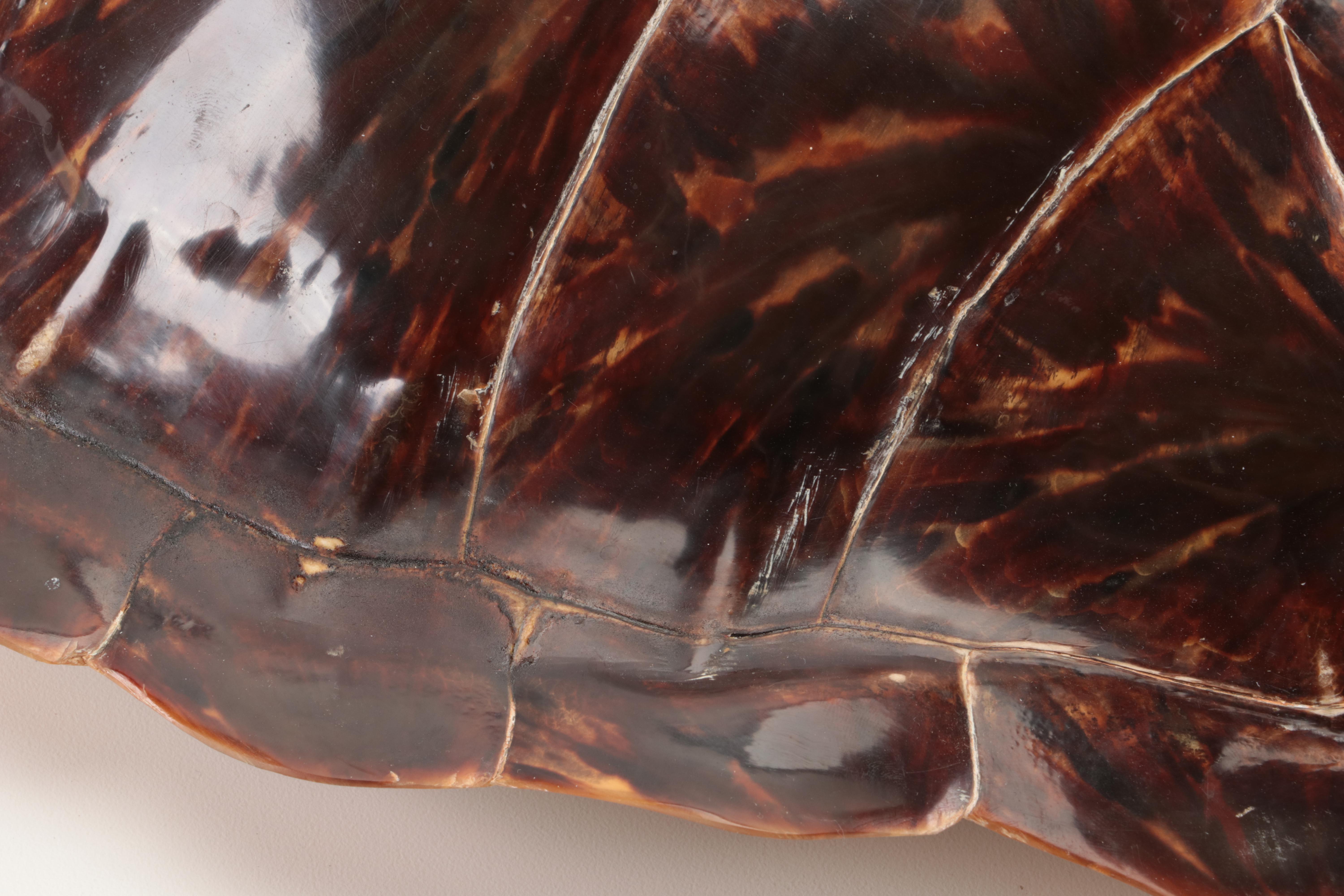 Hawksbill Sea Turtle Shell, Early 20th Century | EBTH