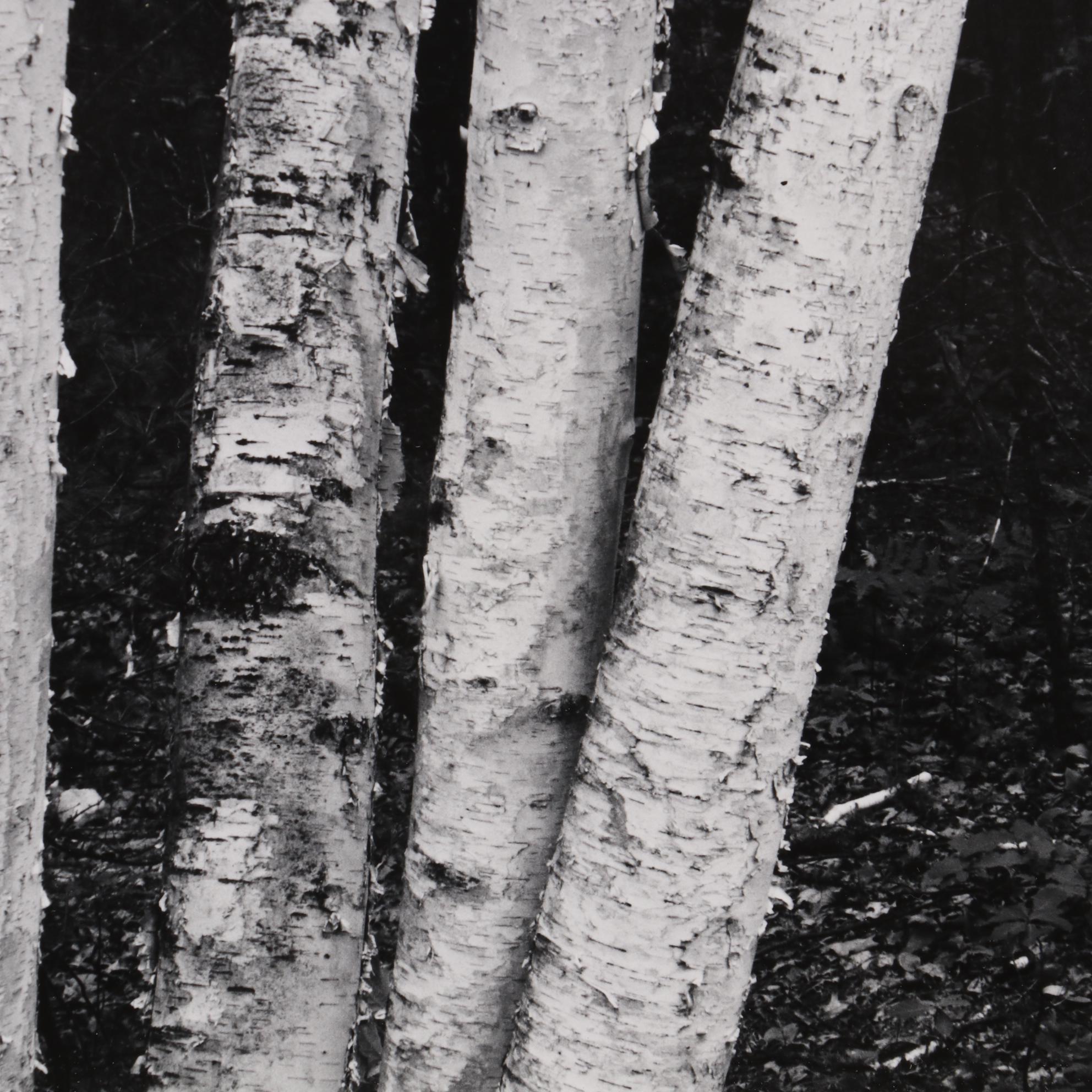 J. Barry Thomson Silver Gelatin Photograph of Trees | EBTH