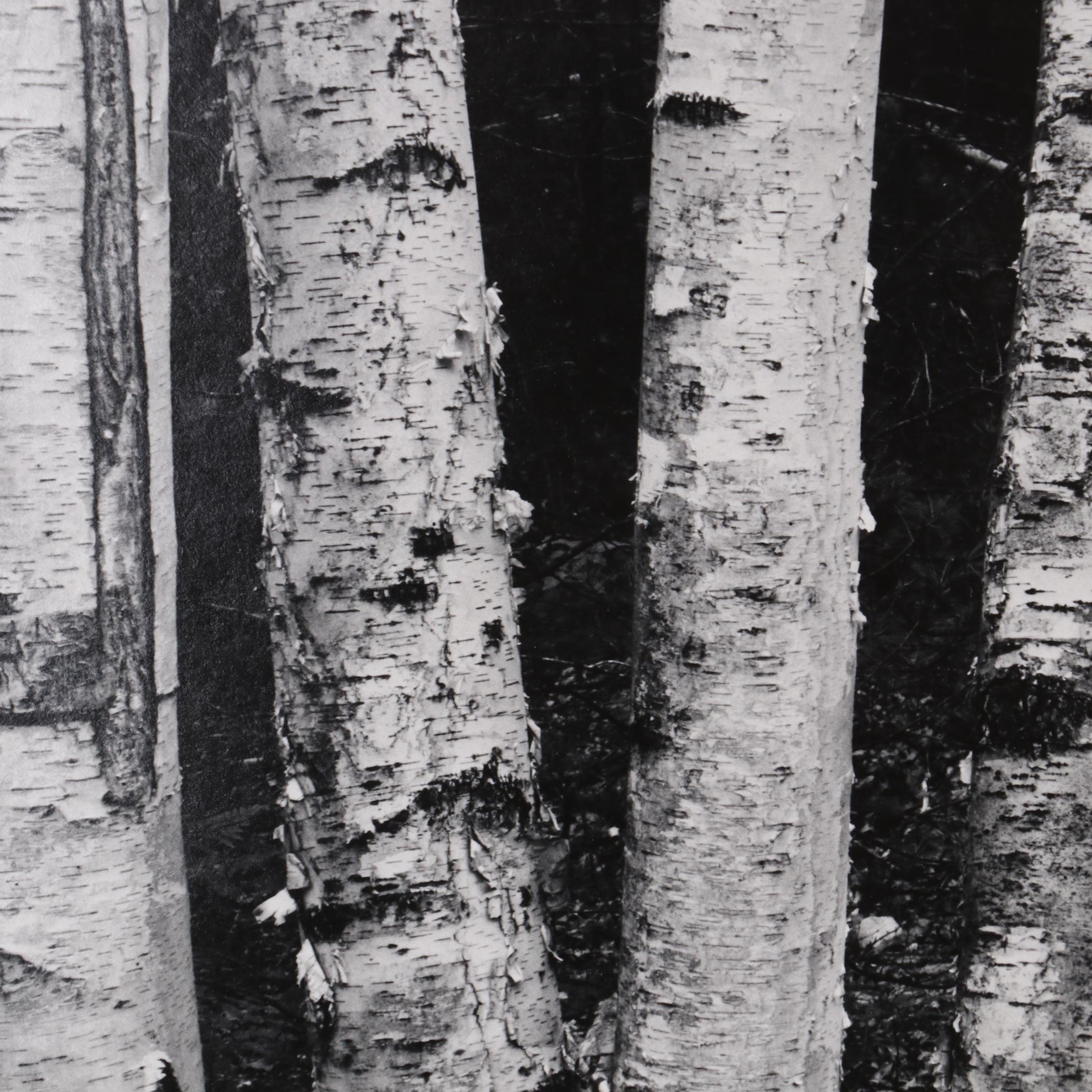 J. Barry Thomson Silver Gelatin Photograph of Trees | EBTH