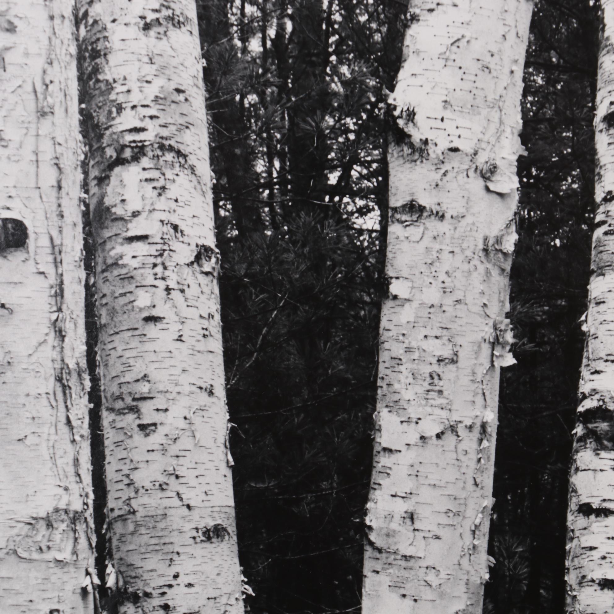 J. Barry Thomson Silver Gelatin Photograph of Trees | EBTH