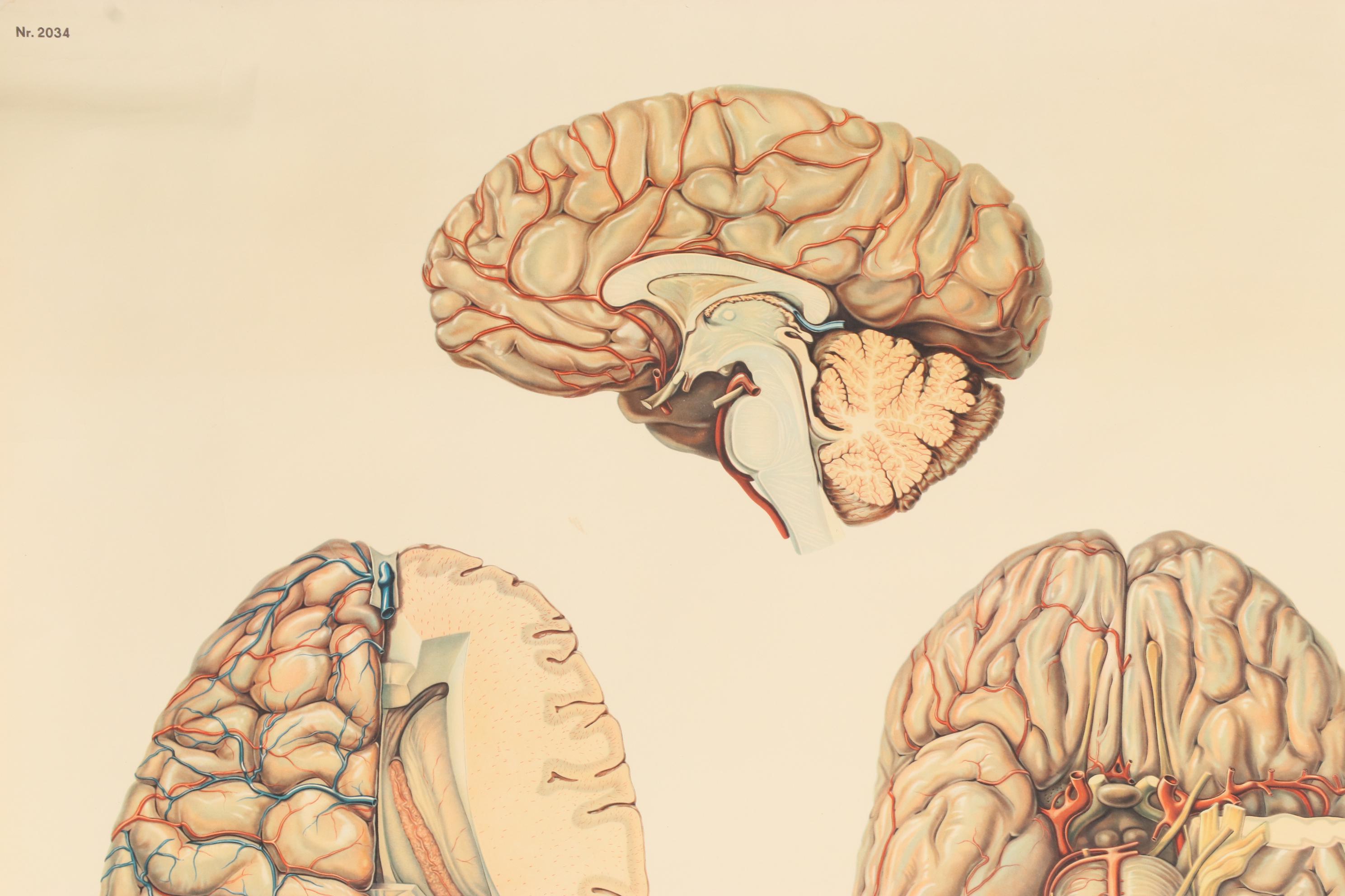 German Brain Anatomy Chart, Vintage | EBTH