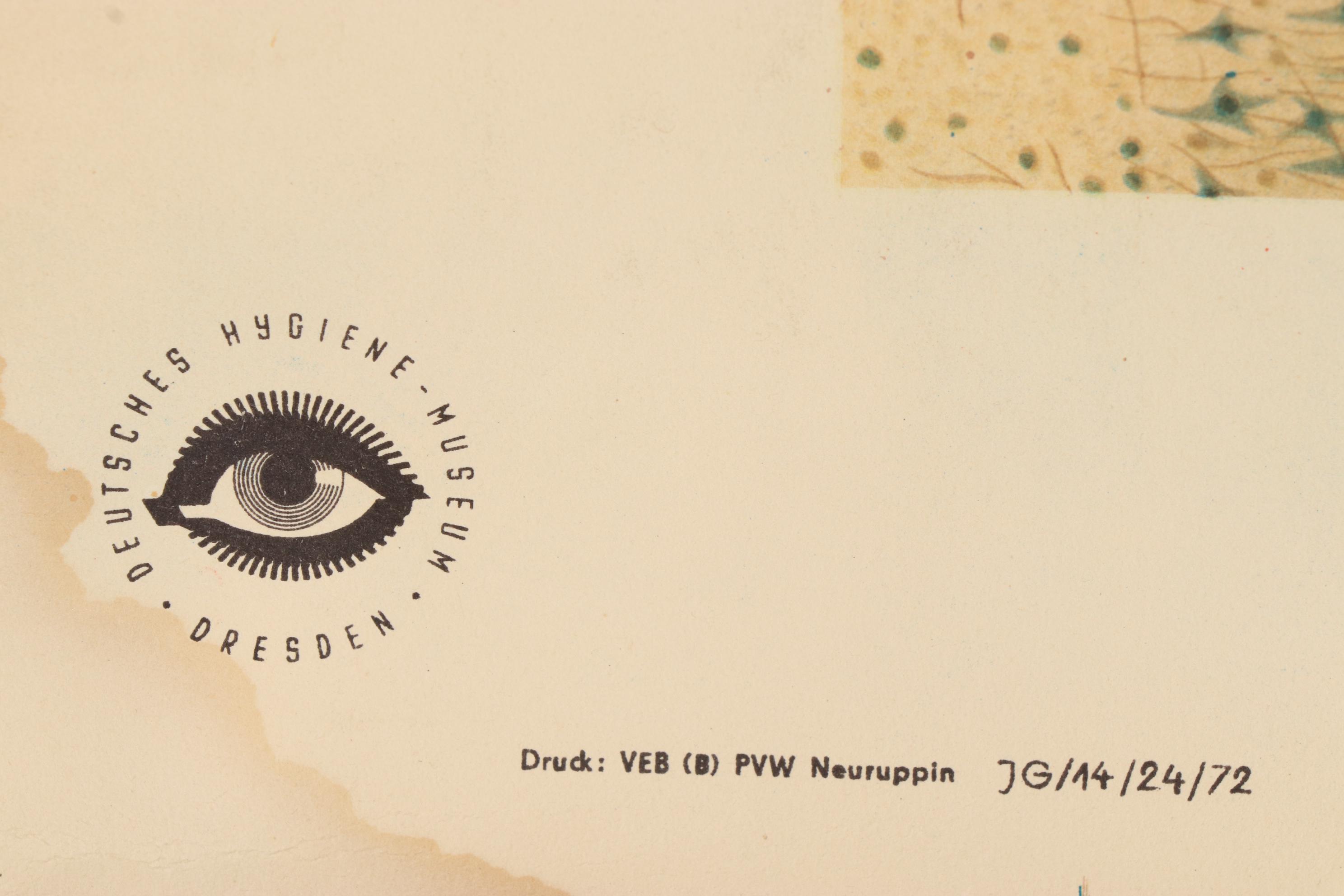 German Brain Anatomy Chart, Vintage | EBTH