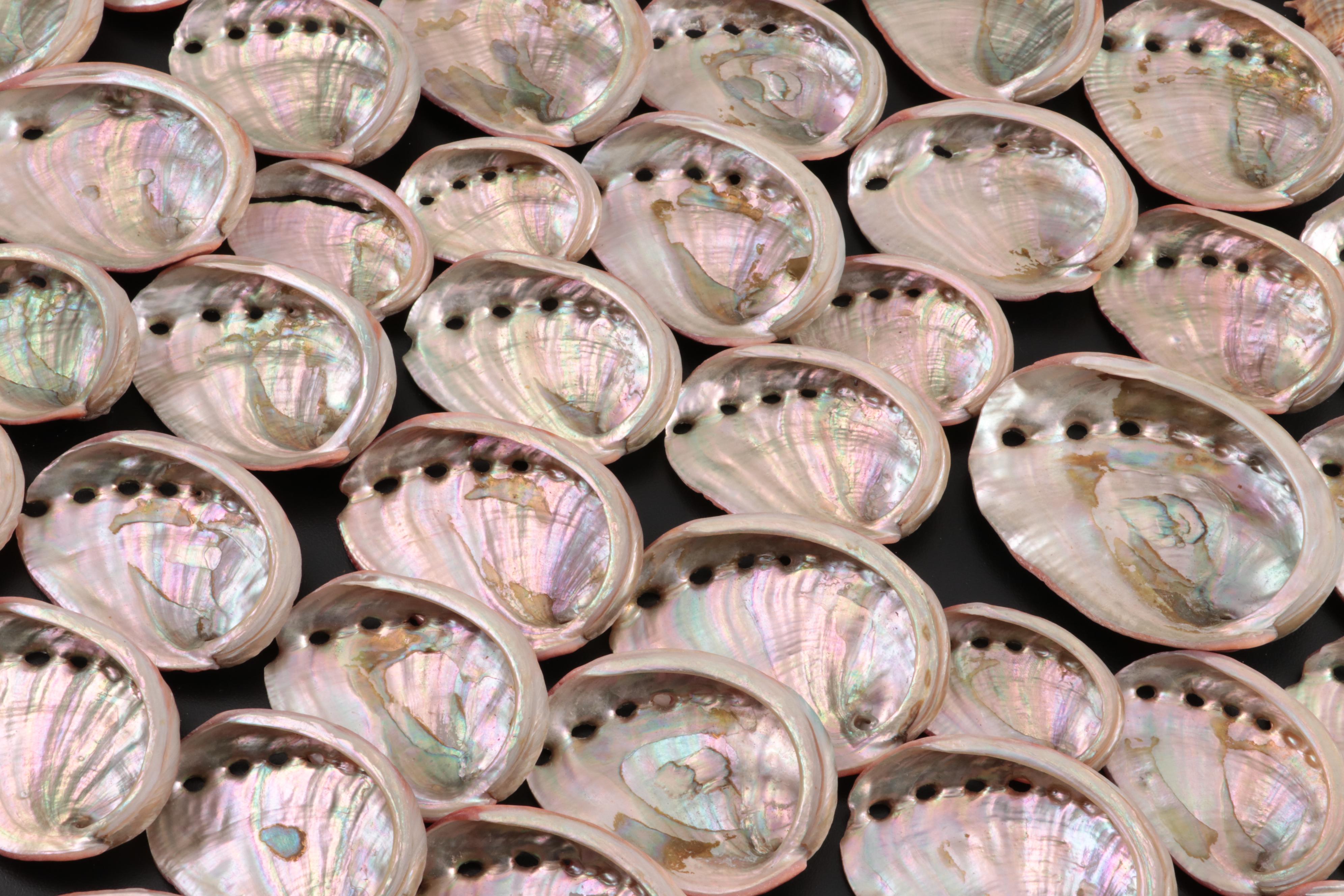 Starfish, Abalone, and Sea Snail Shell Collection | EBTH