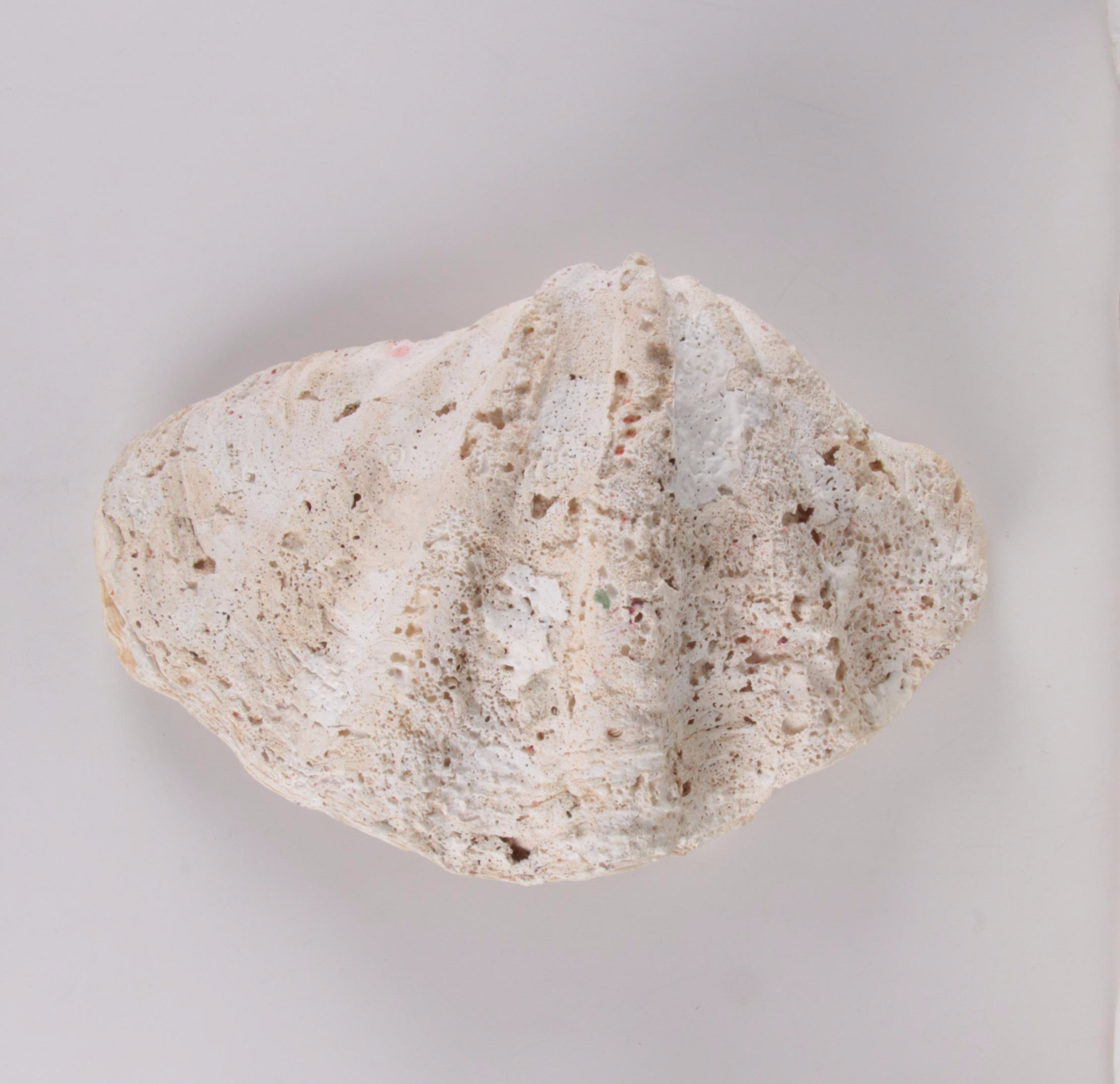 Giant Clam Half-Shell Specimen | EBTH