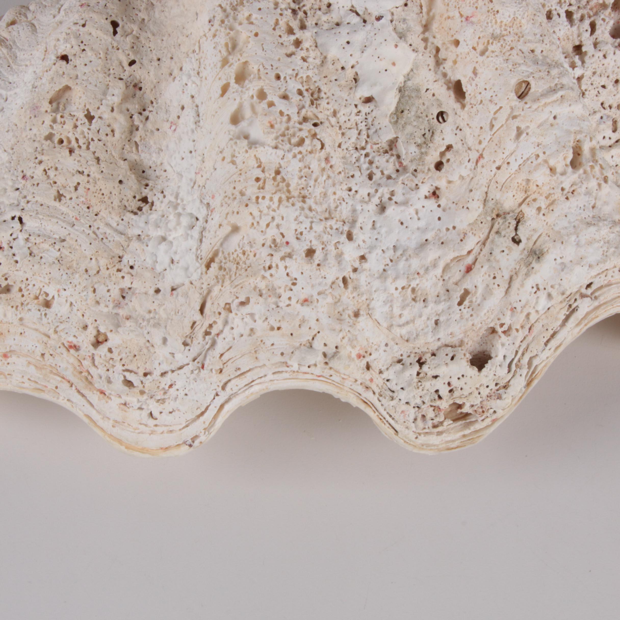 Giant Clam Half-Shell Specimen | EBTH