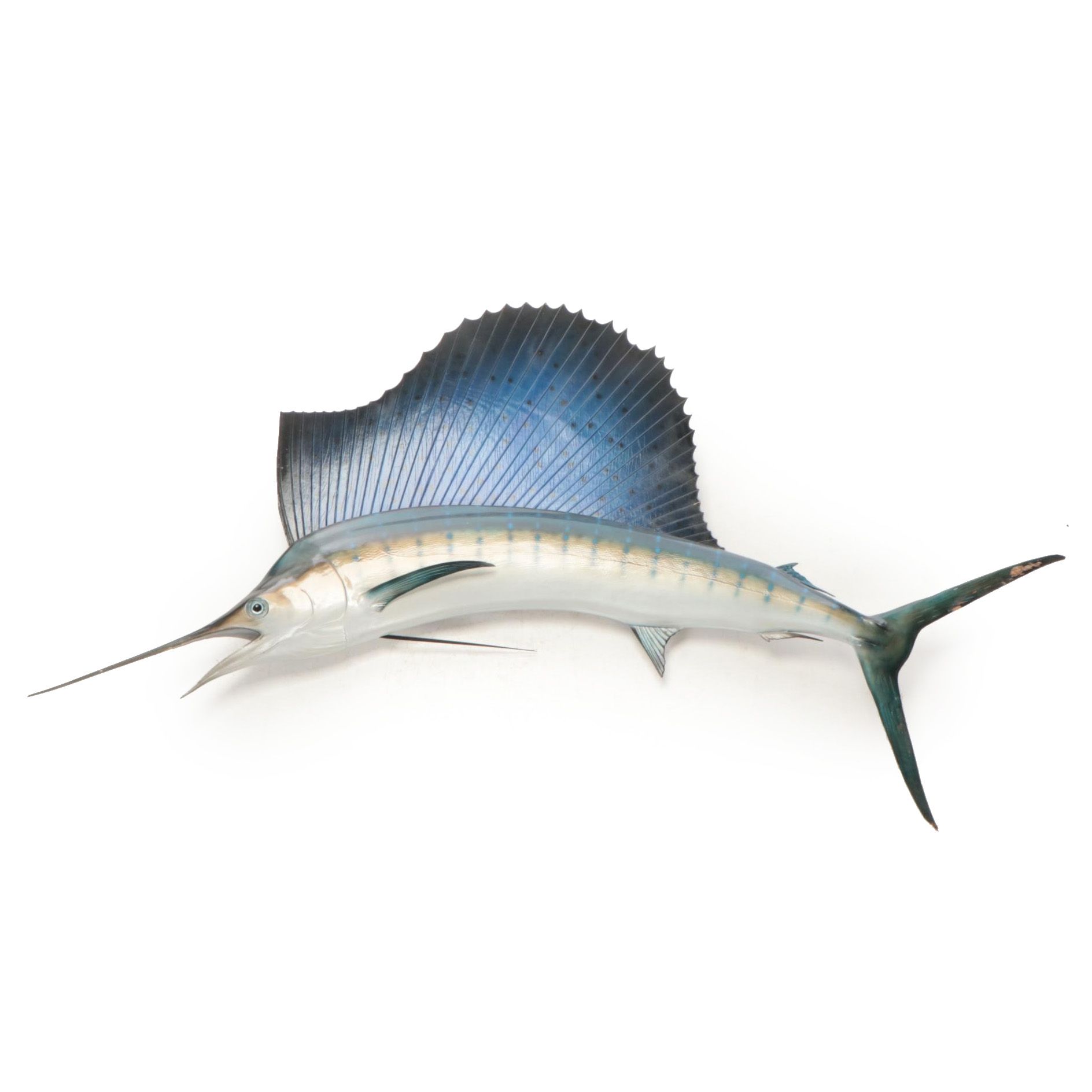 Blue Sailfish Fiberglass Fish Wall Mount | EBTH