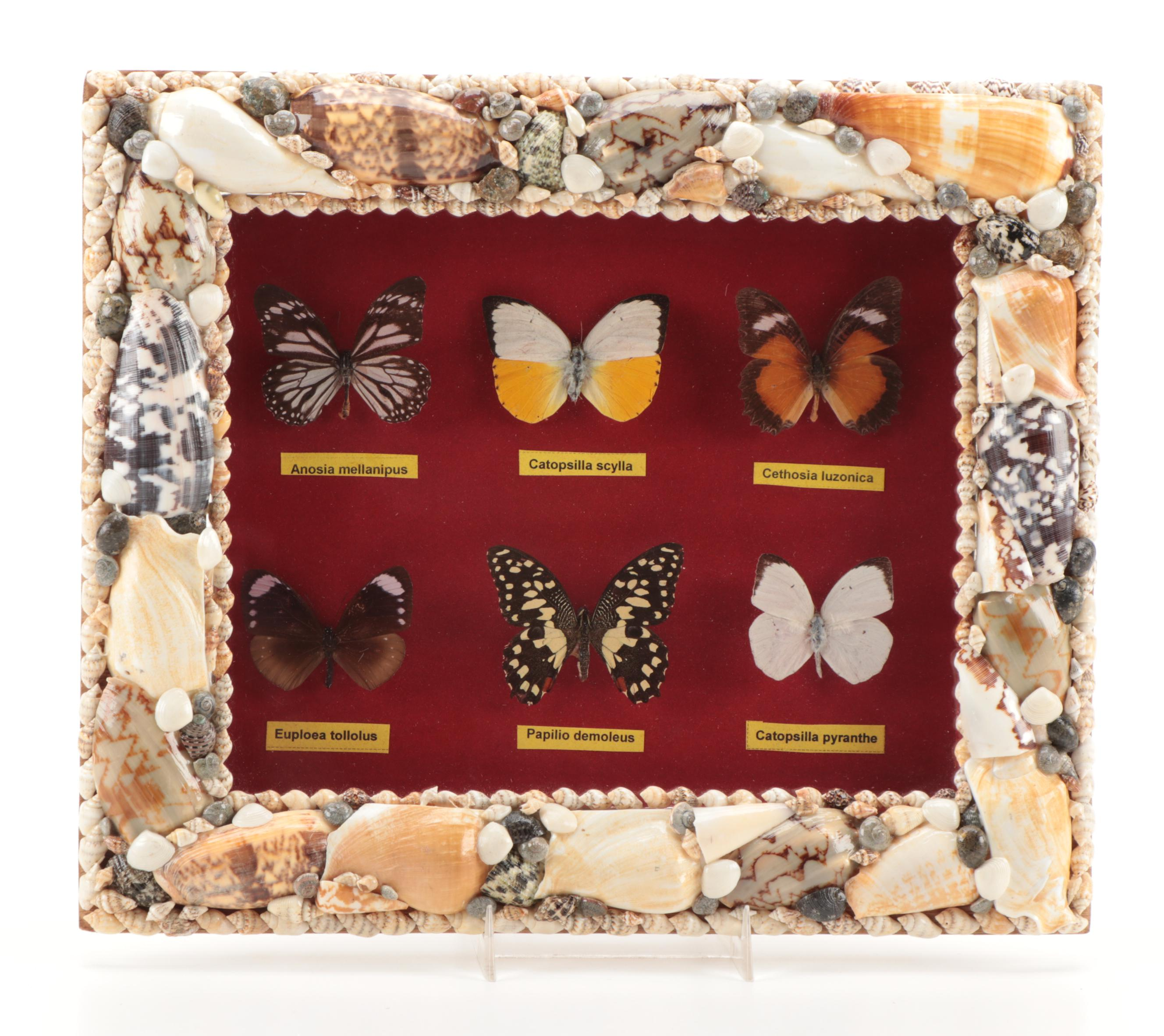 Mounted Butterfly and Moth Specimens in Convex Glass Display and ...