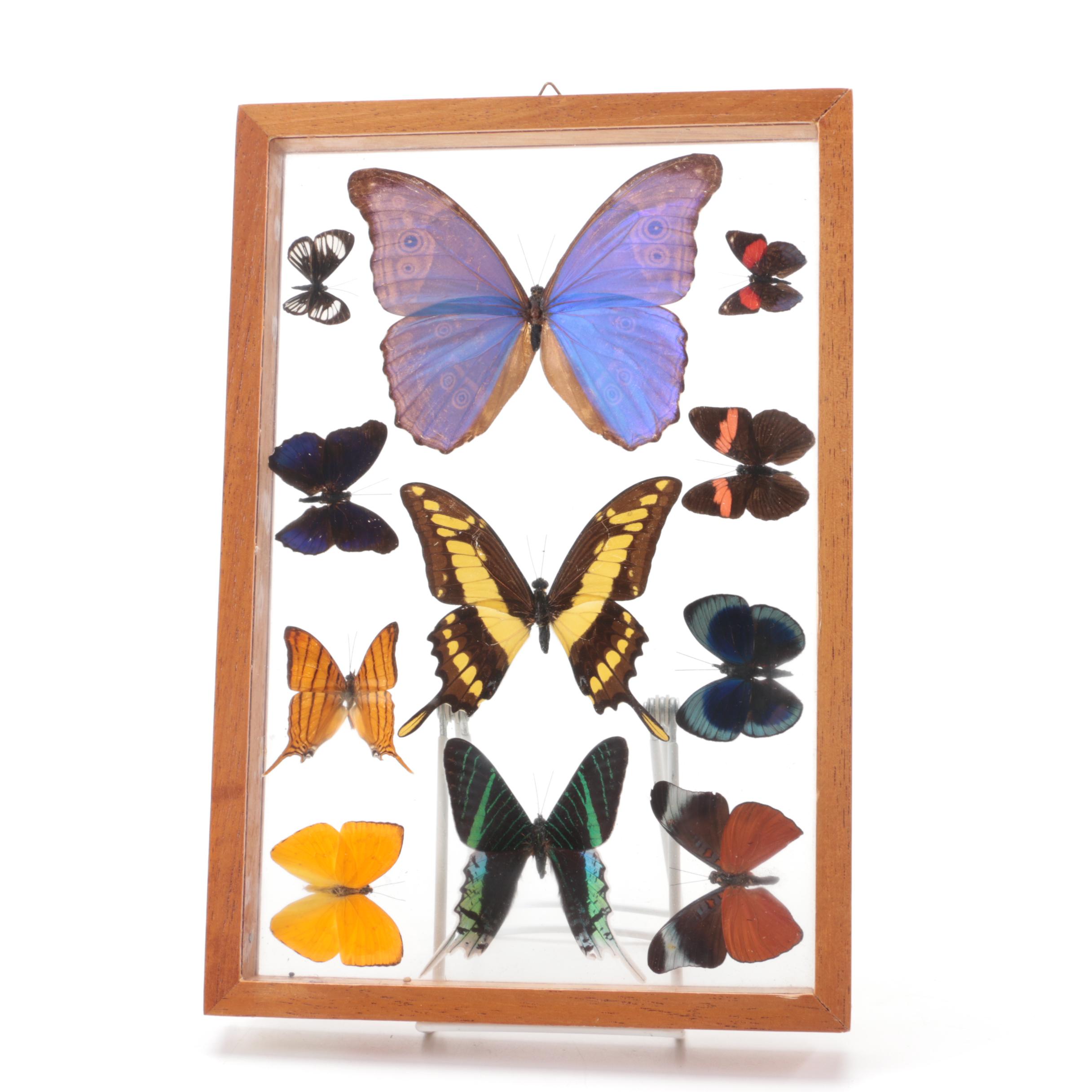 Mounted Butterfly Specimens in Wood Framed Shadowbox Displays | EBTH
