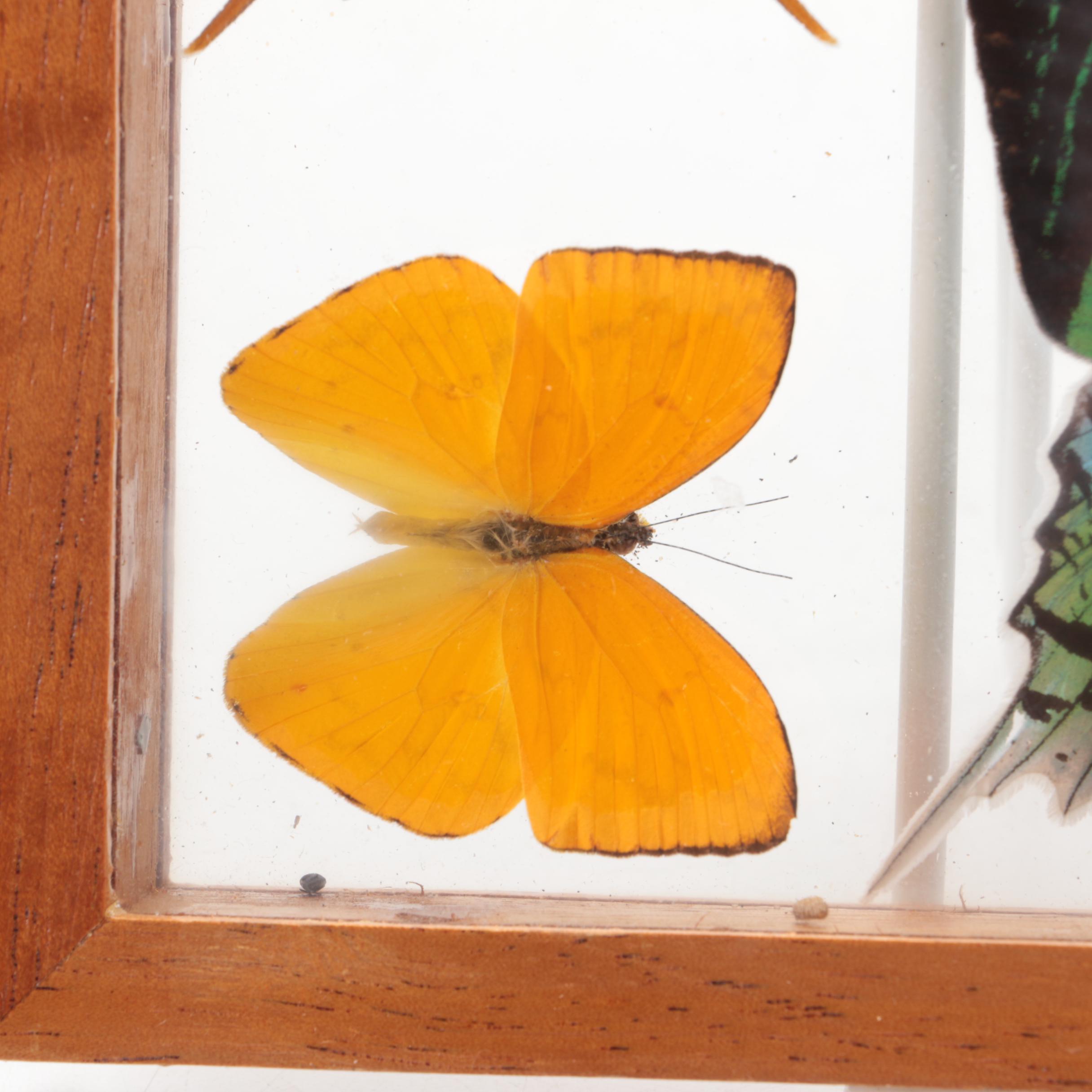 Mounted Butterfly Specimens in Wood Framed Shadowbox Displays | EBTH