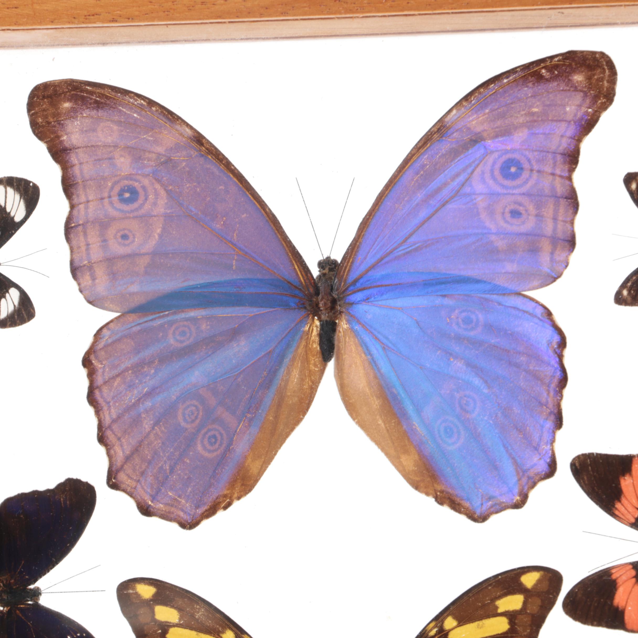 Mounted Butterfly Specimens in Wood Framed Shadowbox Displays | EBTH