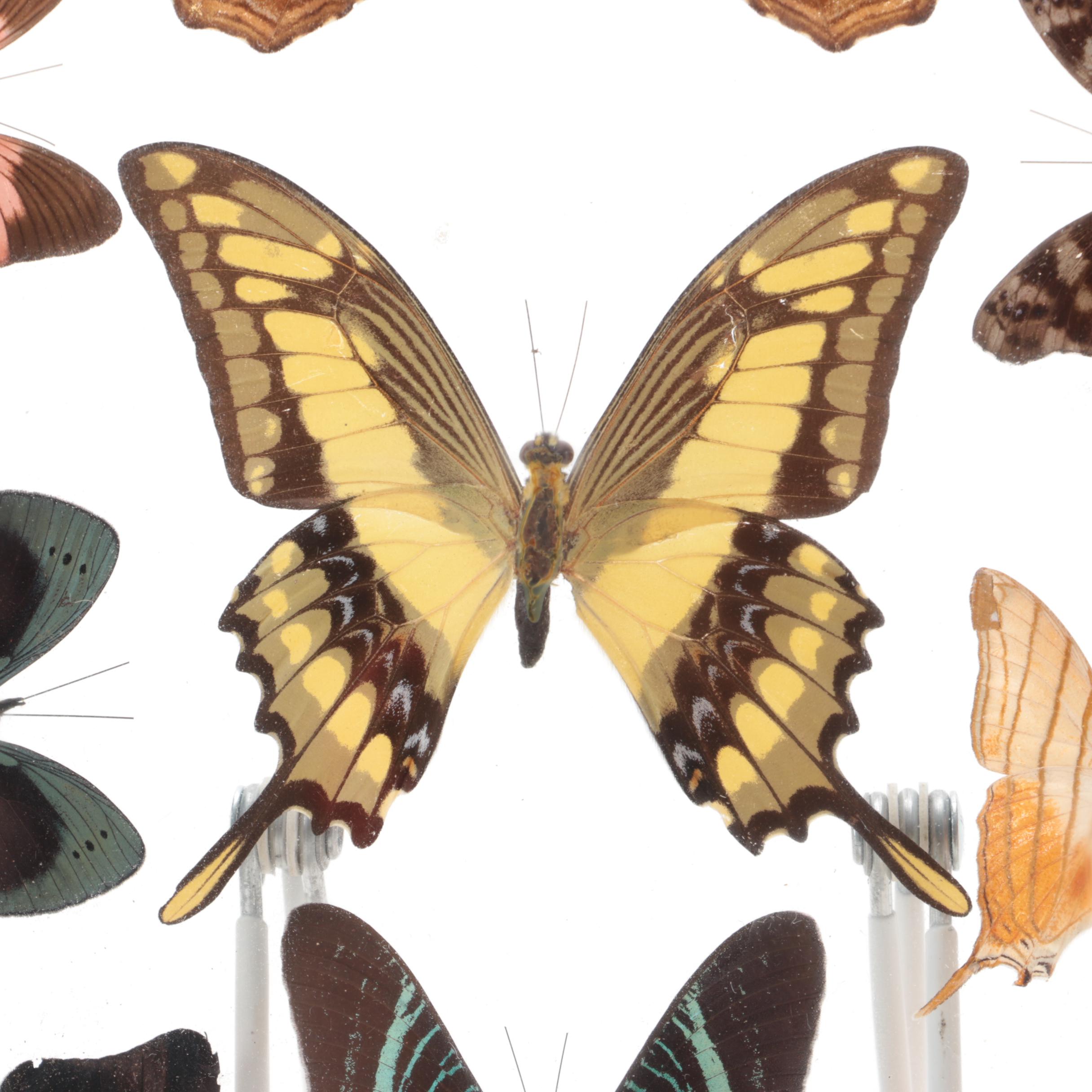 Mounted Butterfly Specimens in Wood Framed Shadowbox Displays | EBTH