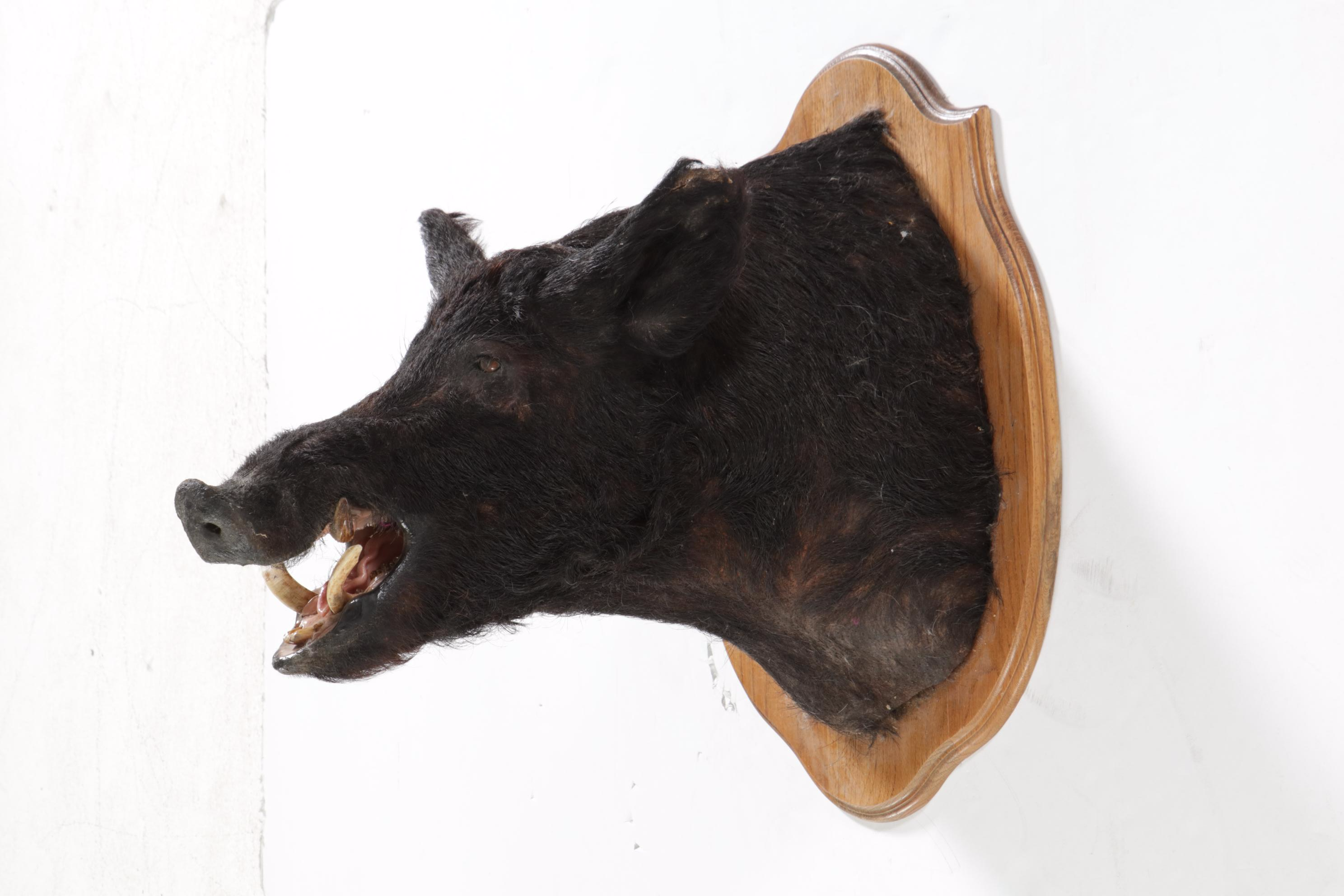 Taxidermy Wild Boar Shoulder Mount | EBTH