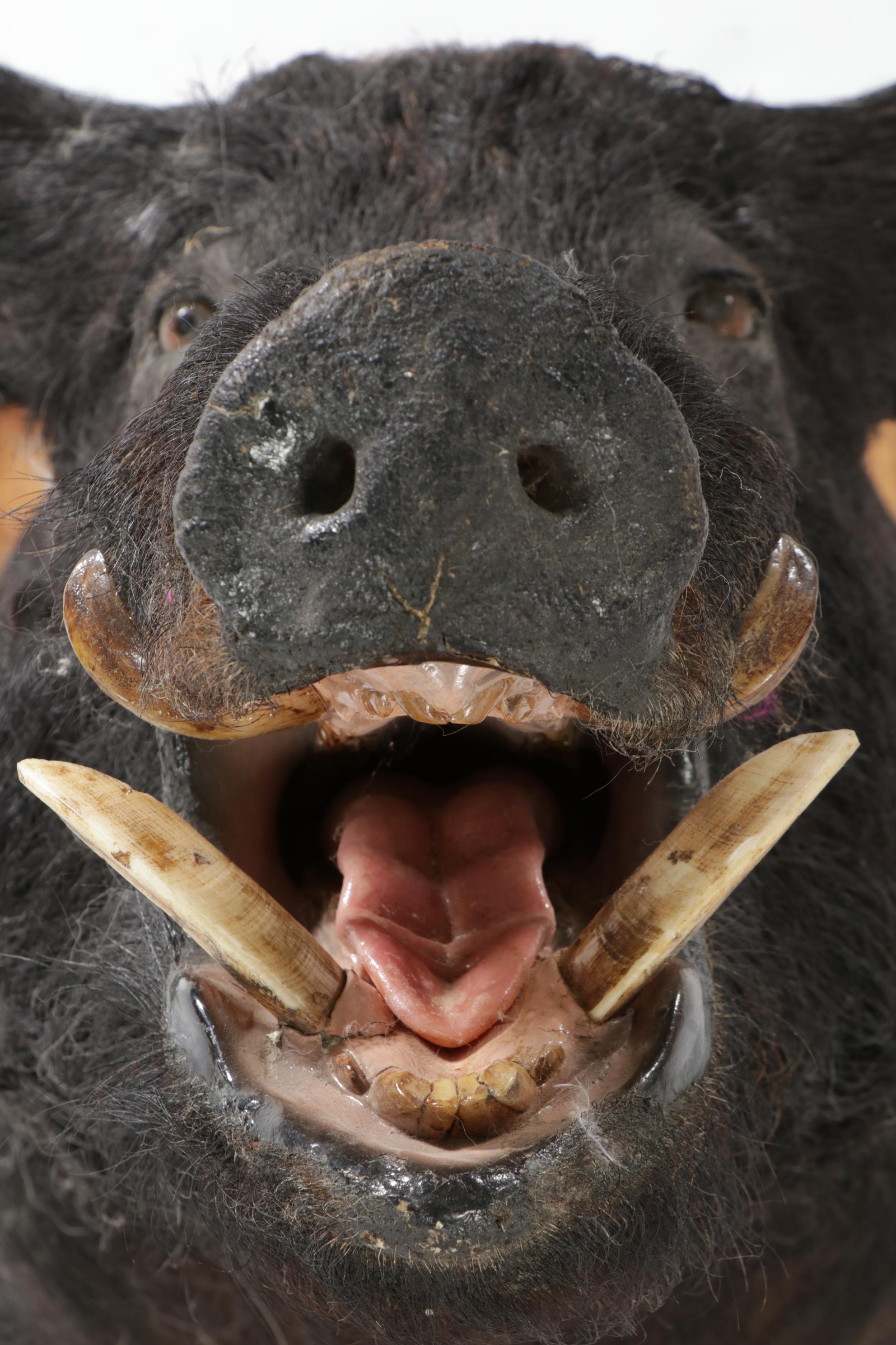 Taxidermy Wild Boar Shoulder Mount | EBTH