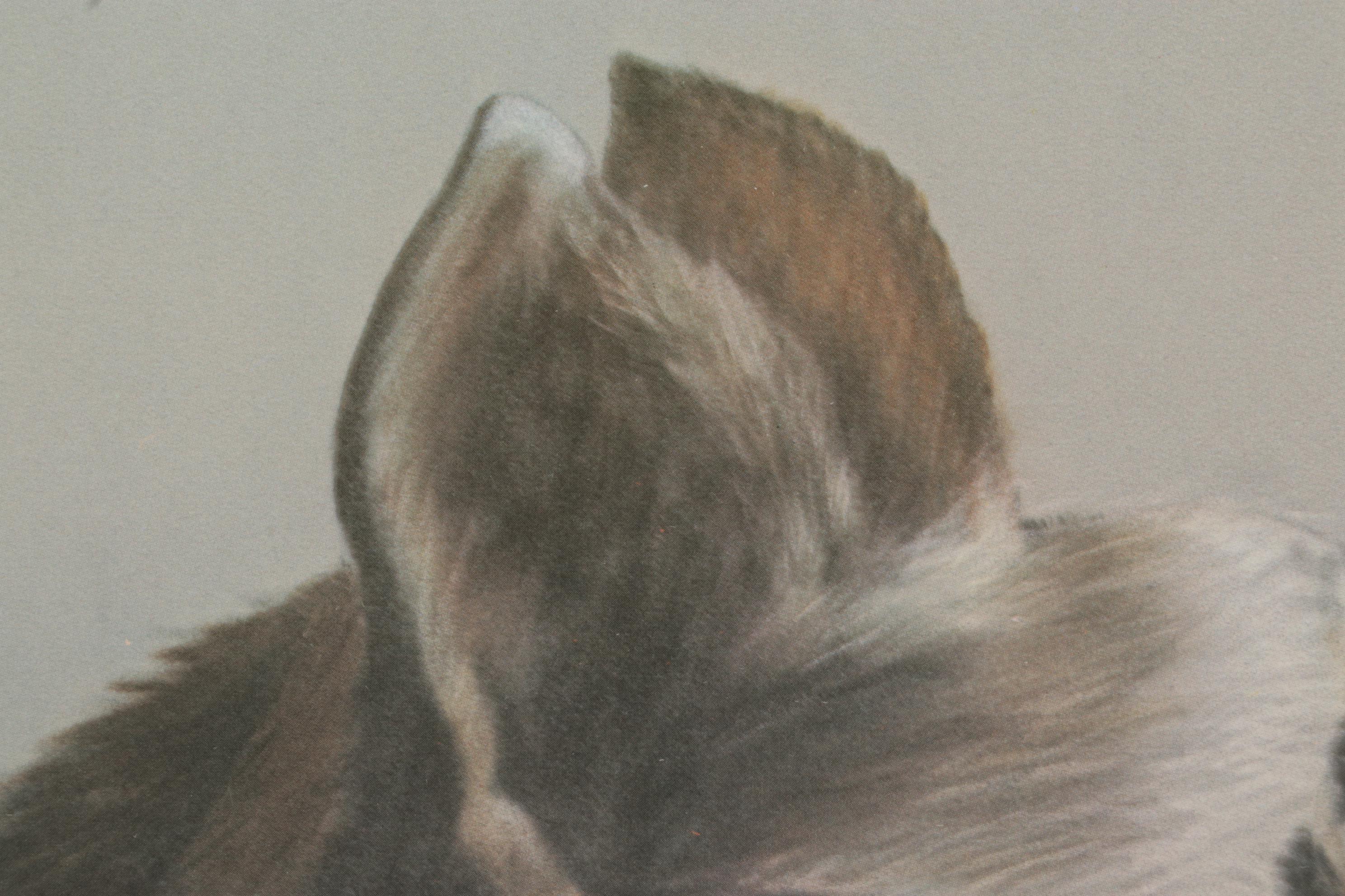 Harold Rigsby Offset Lithograph "Bengal Tiger," Circa 2000 | EBTH