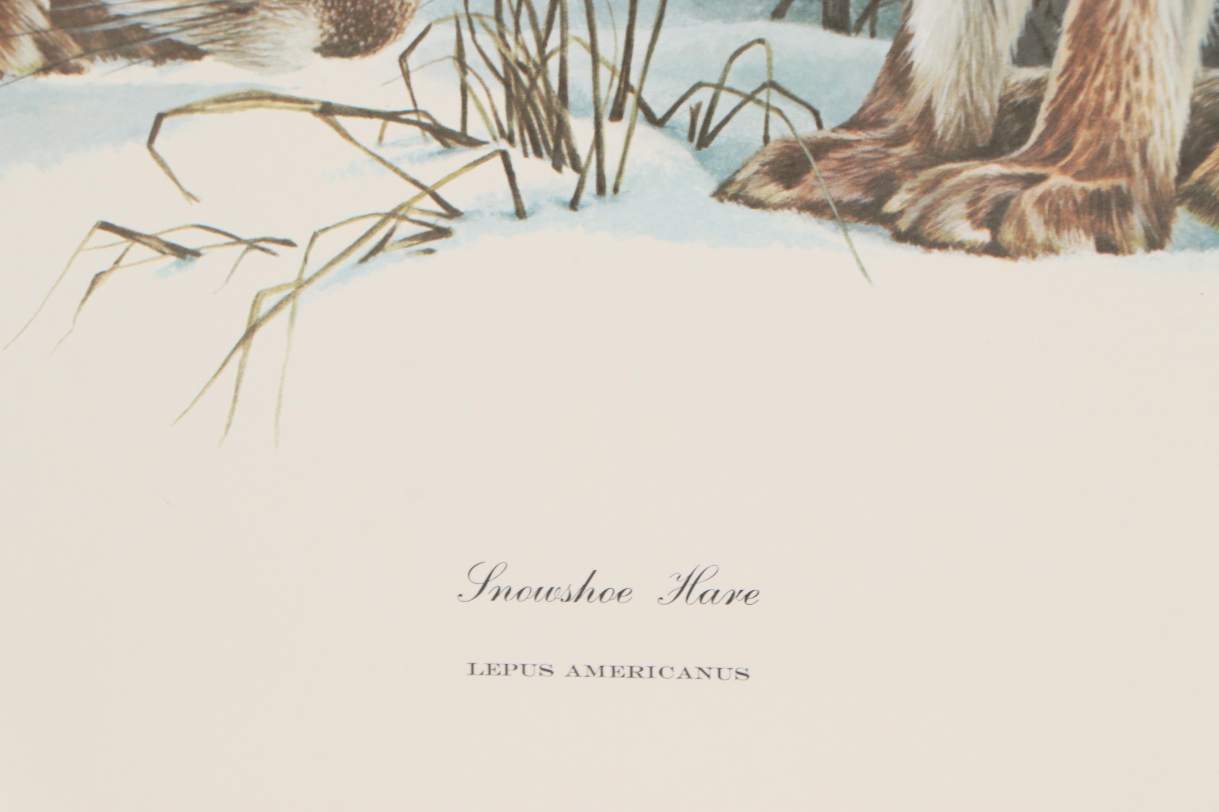 Richard Timm Offset Lithograph "Snowshoe Hare," 1976 | EBTH