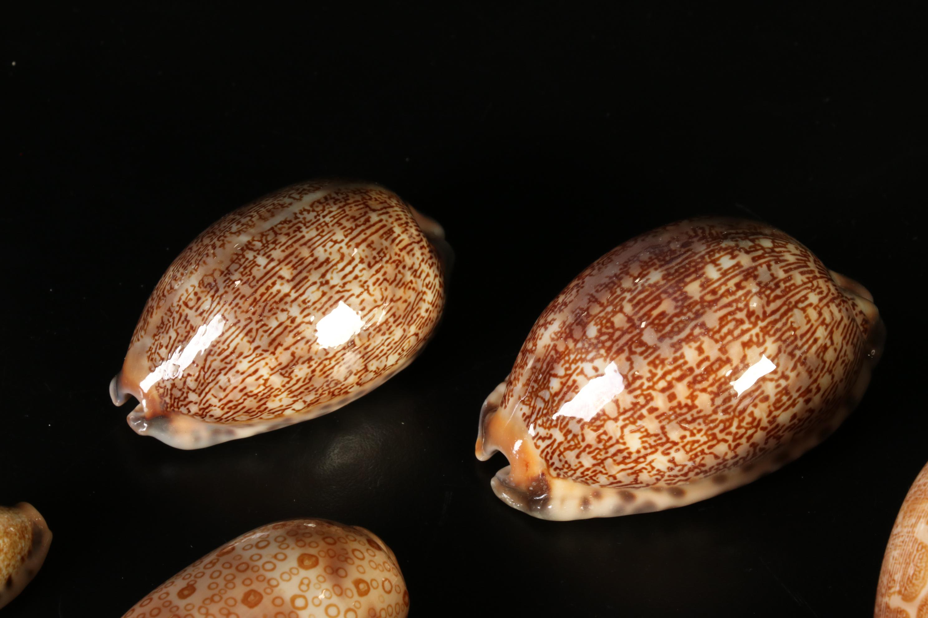 Hundred Eyes Cowry with Arabian and Map Cowries, One Carved | EBTH