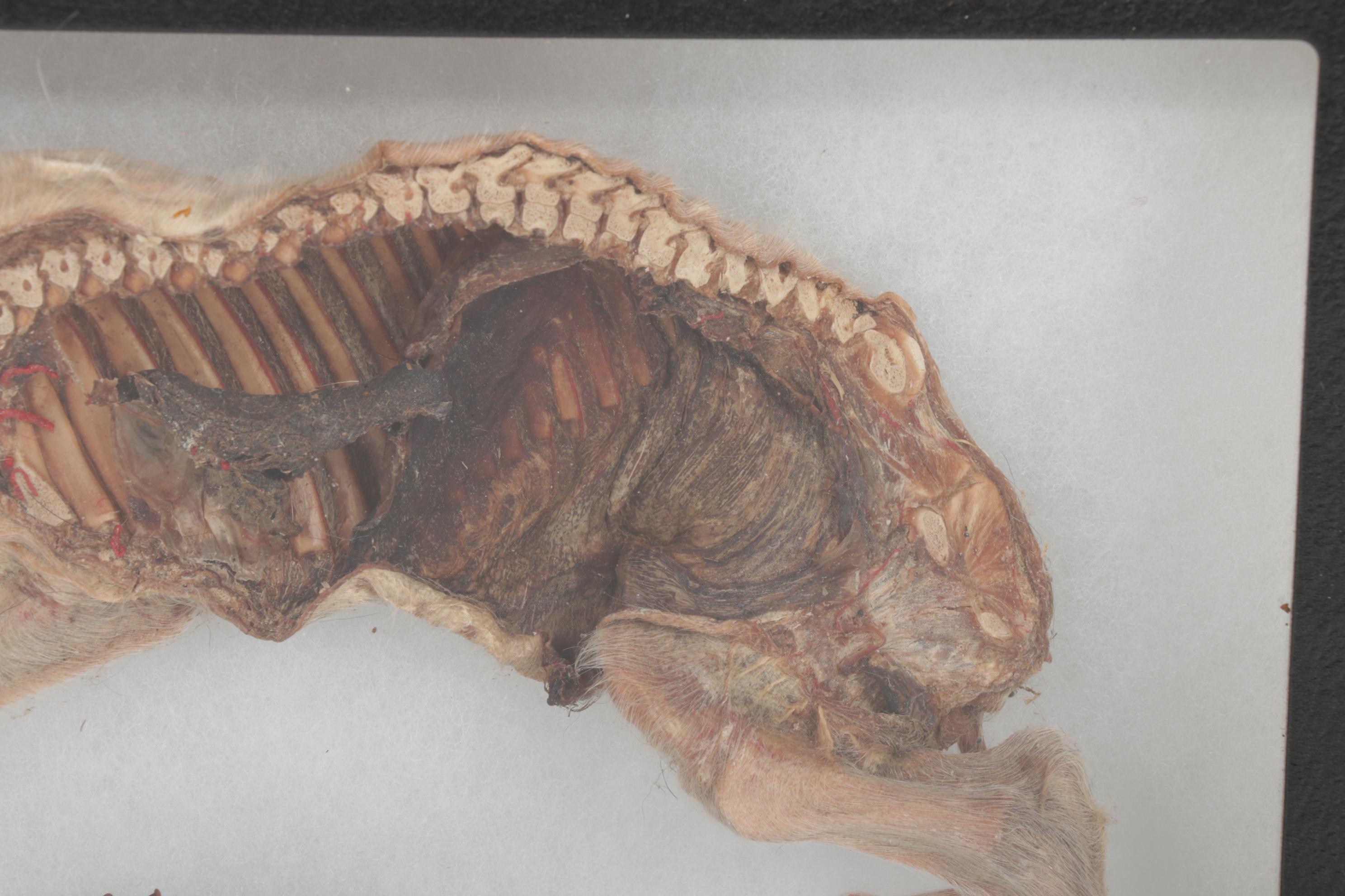 Mummified Dissected Piglet and Fetal Piglet | EBTH