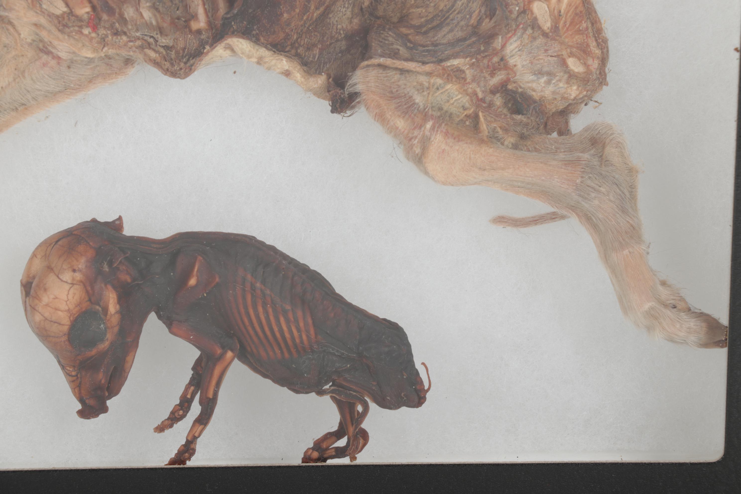 Mummified Dissected Piglet and Fetal Piglet | EBTH