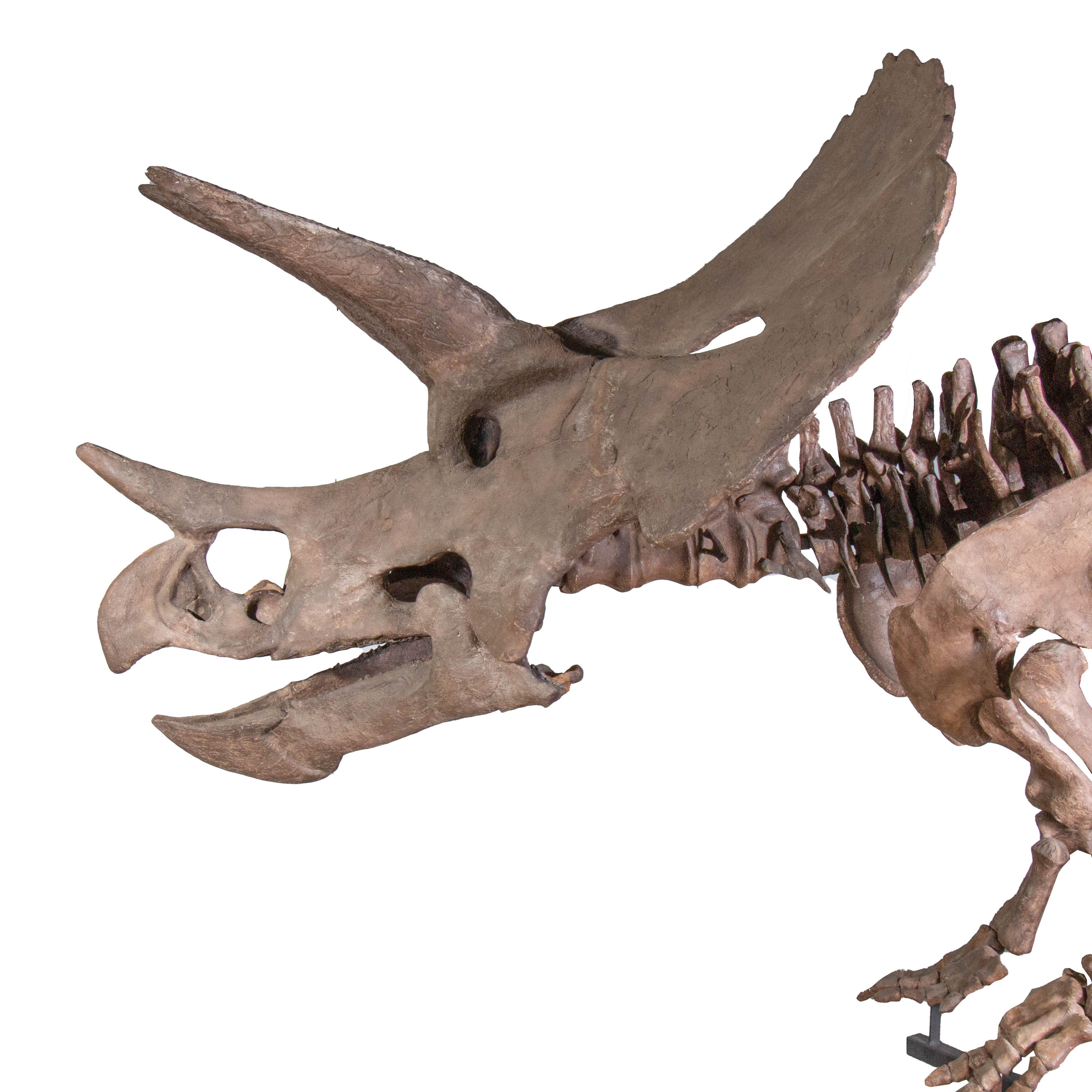 Full-Scale Cast Triceratops Skeleton Model | EBTH