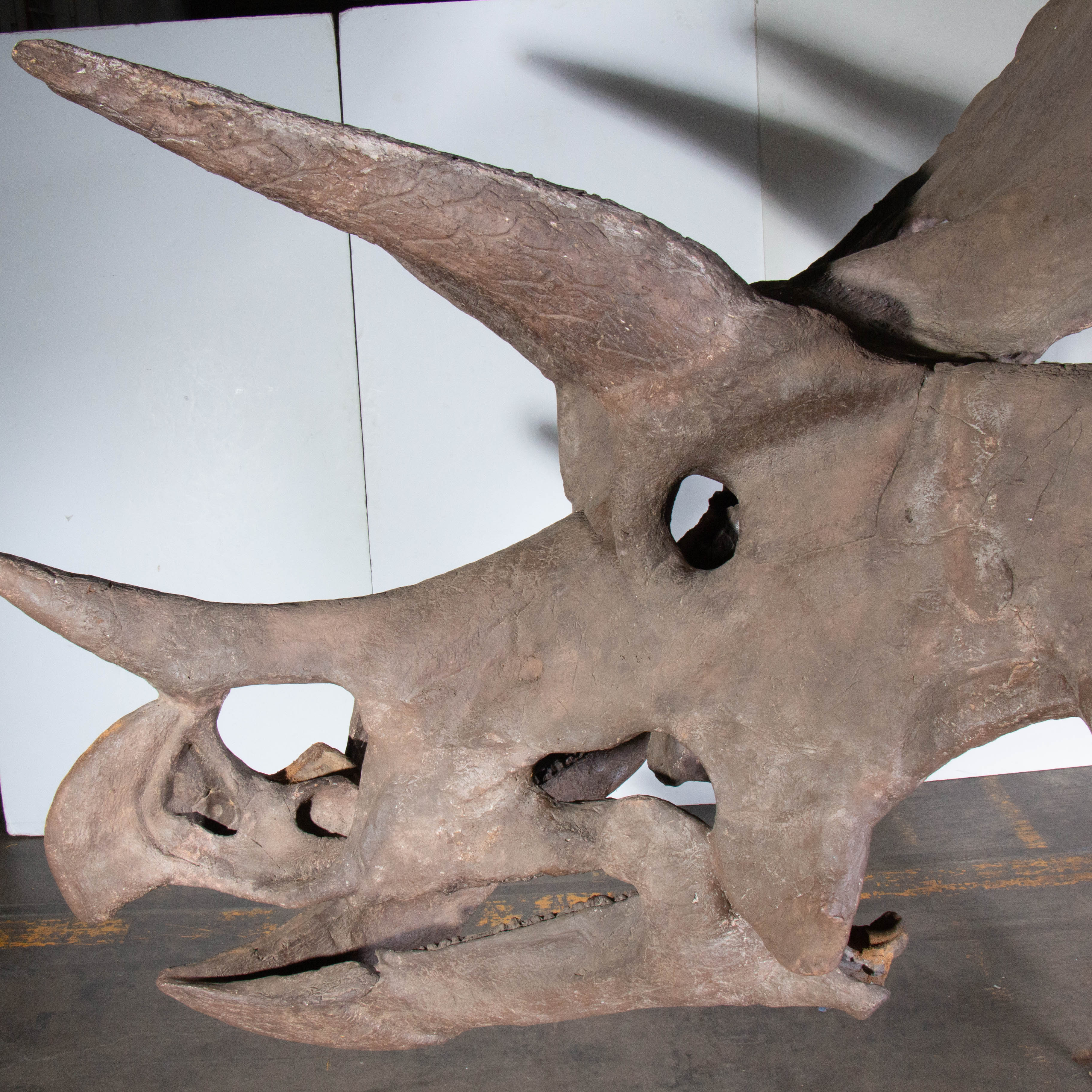 Full-Scale Cast Triceratops Skeleton Model | EBTH