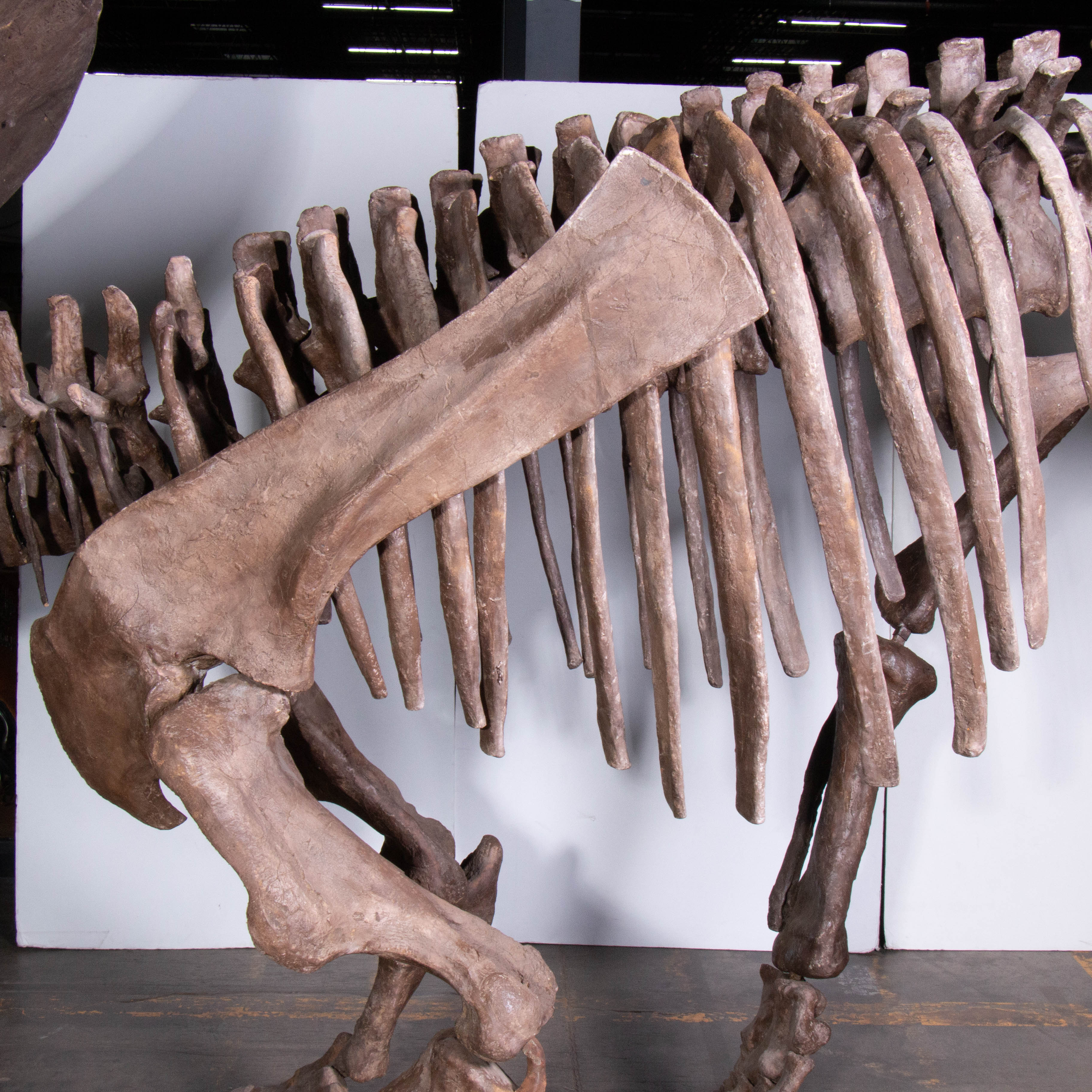 Full-Scale Cast Triceratops Skeleton Model | EBTH