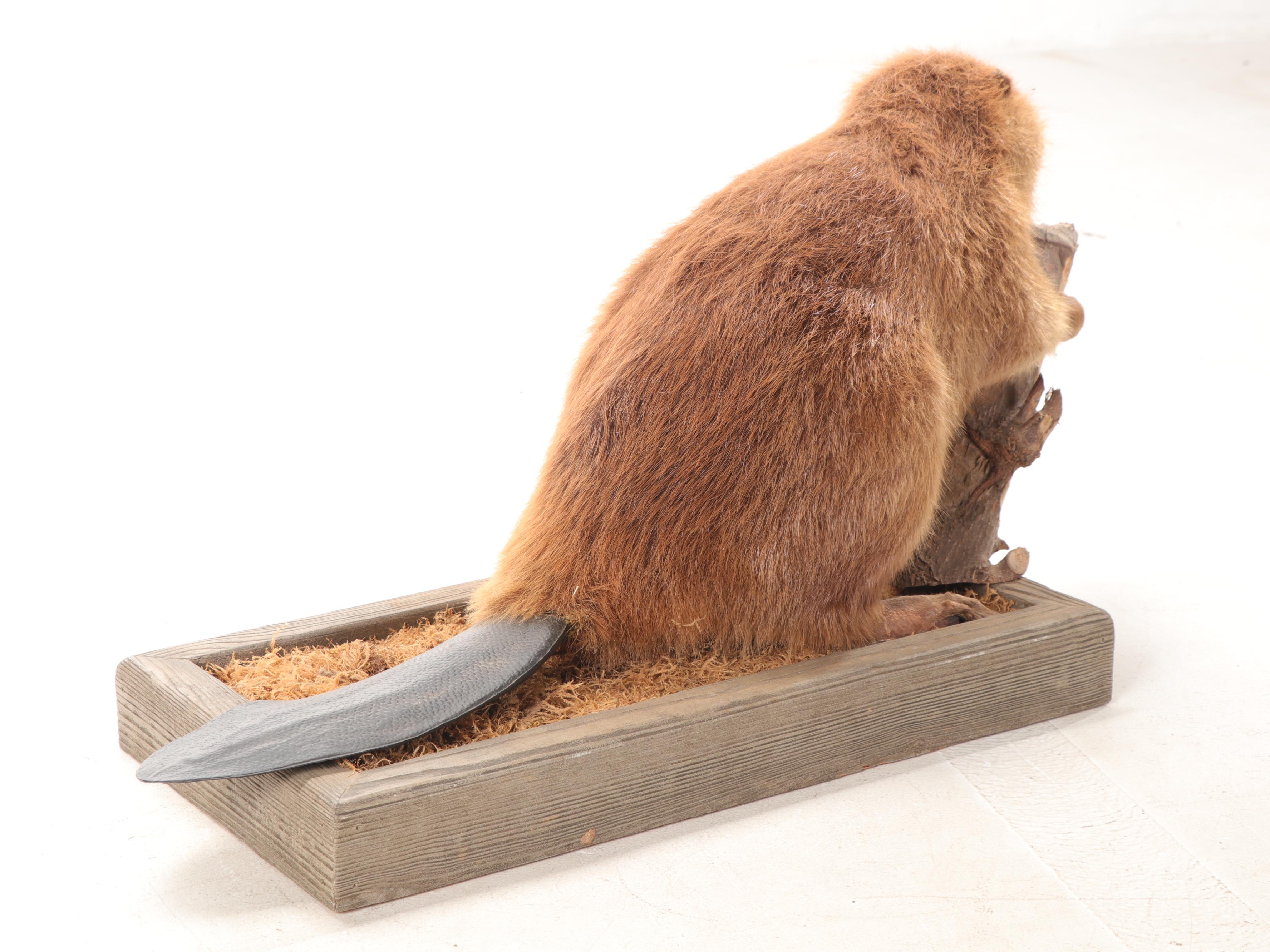 Taxidermy Beaver Full Body Mount Holding Log | EBTH