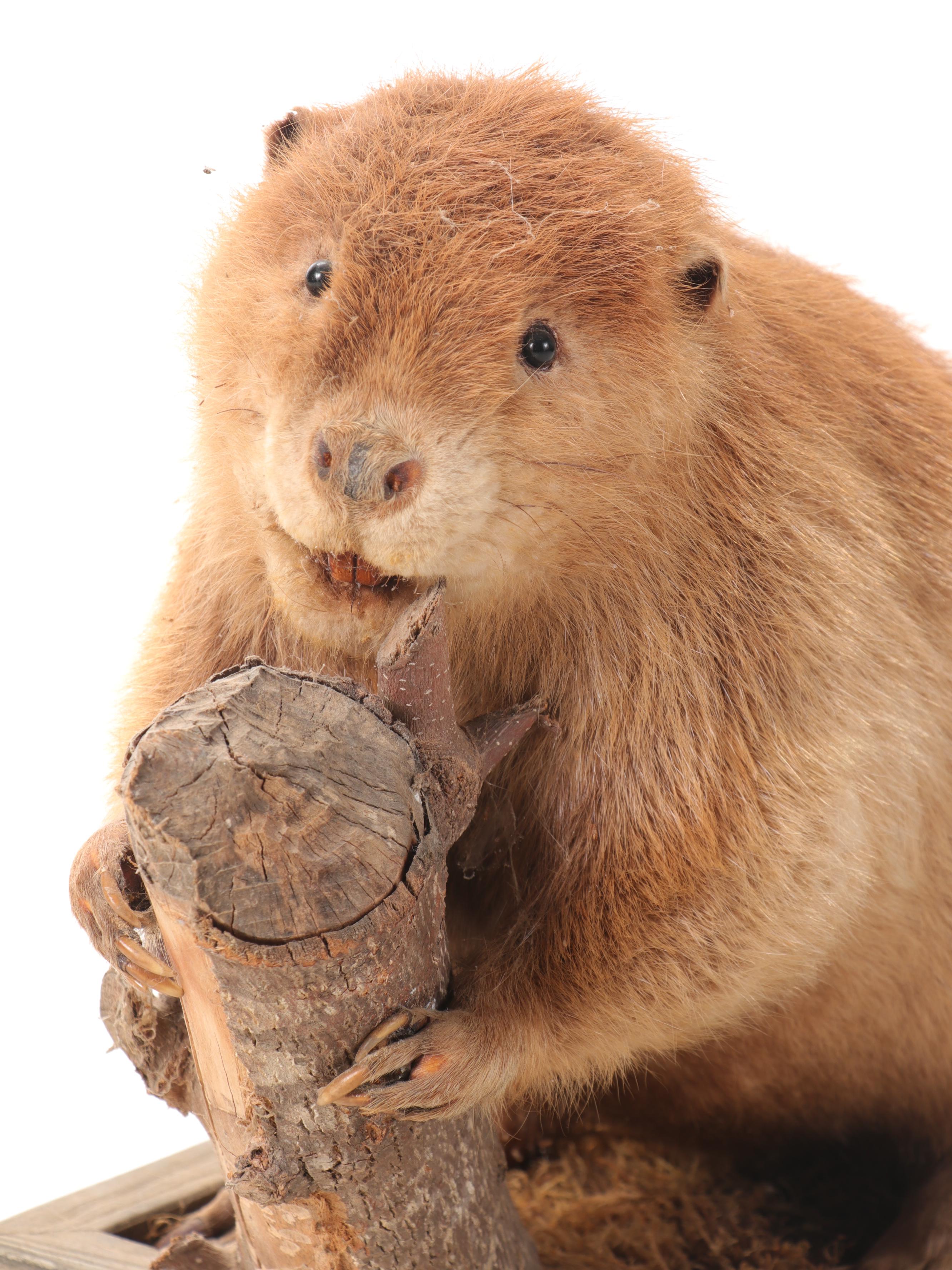 Taxidermy Beaver Full Body Mount Holding Log | EBTH