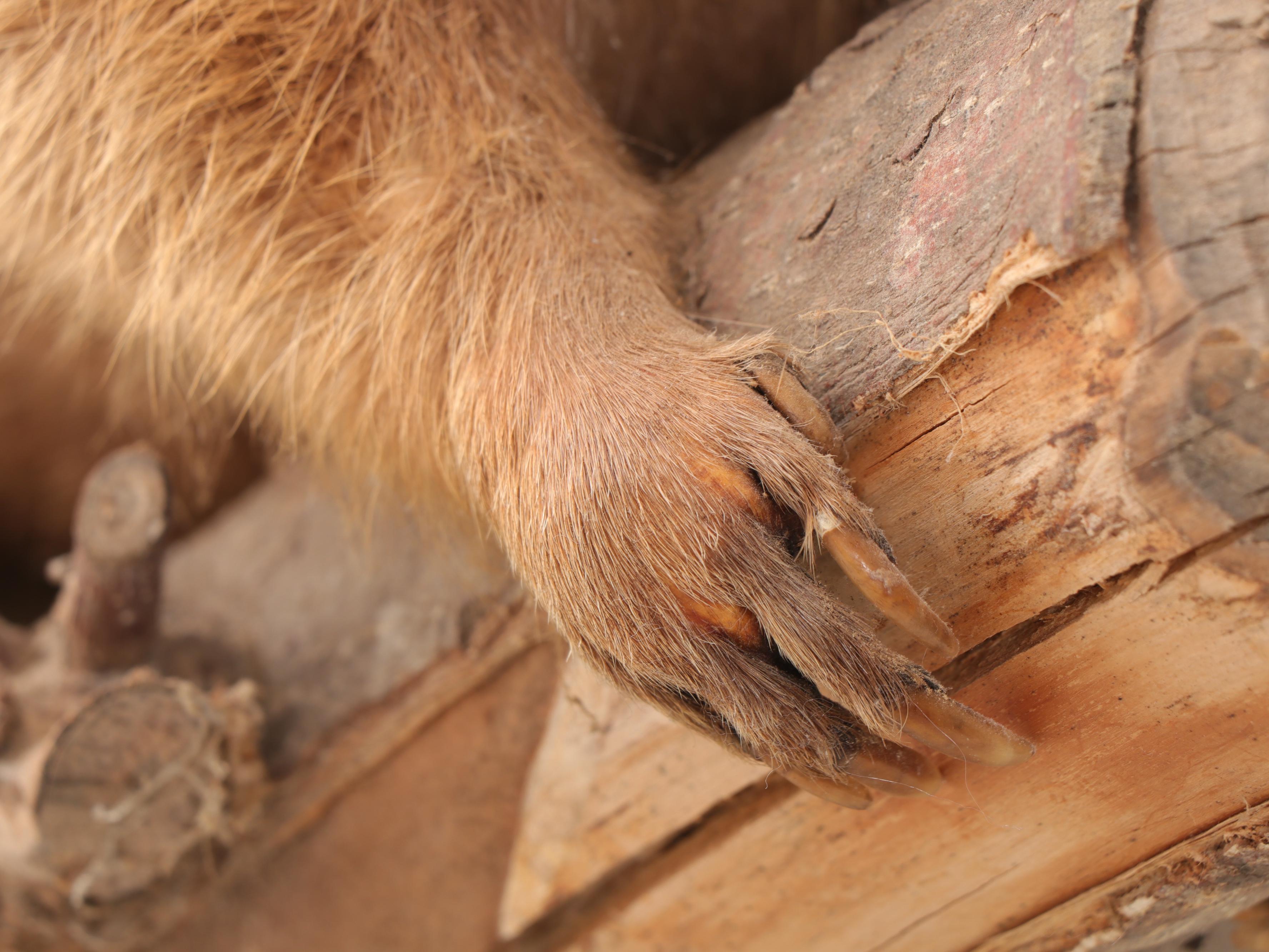 Taxidermy Beaver Full Body Mount Holding Log | EBTH
