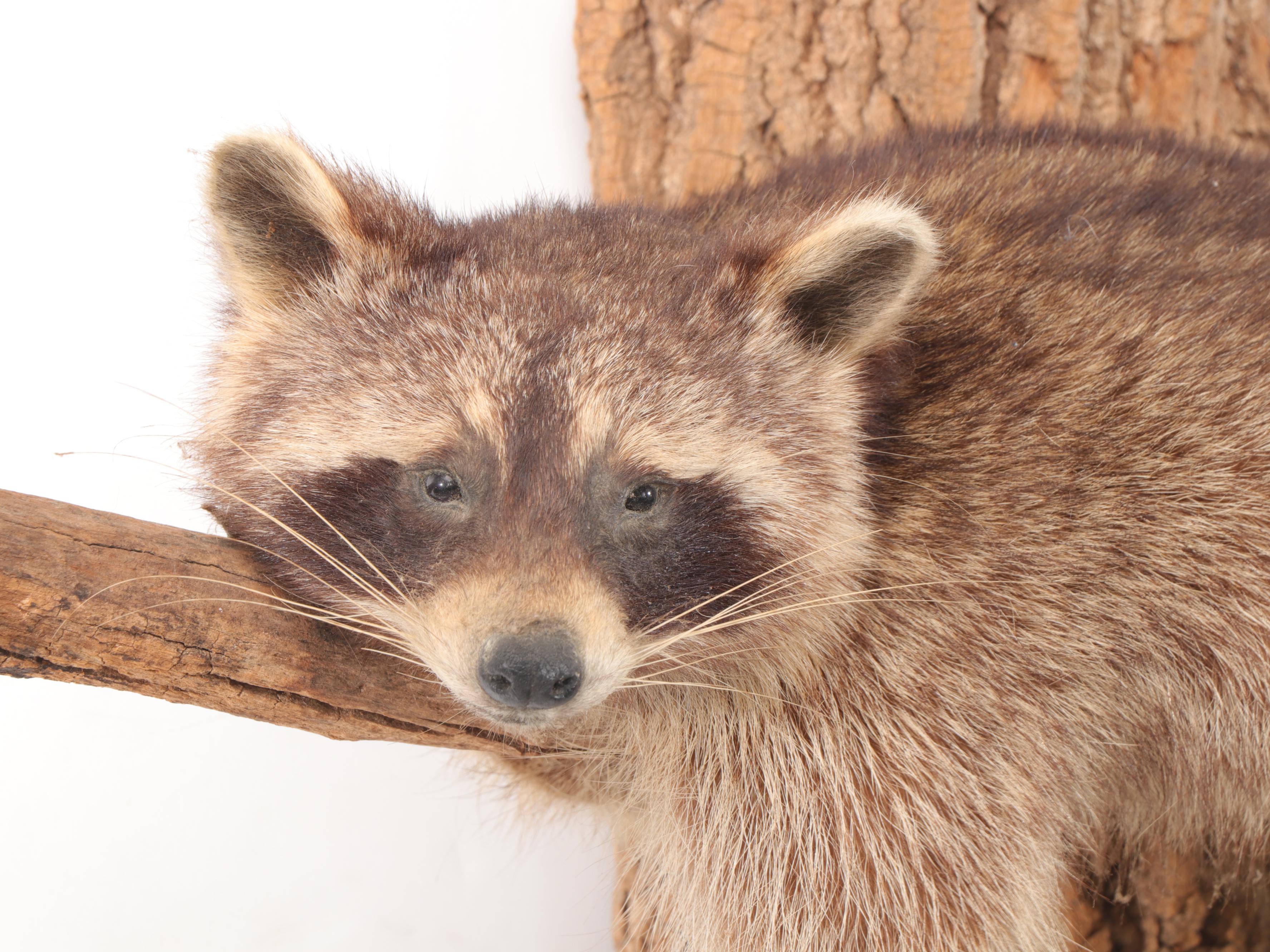 Taxidermy Raccoon Full Body Mount on Branch | EBTH