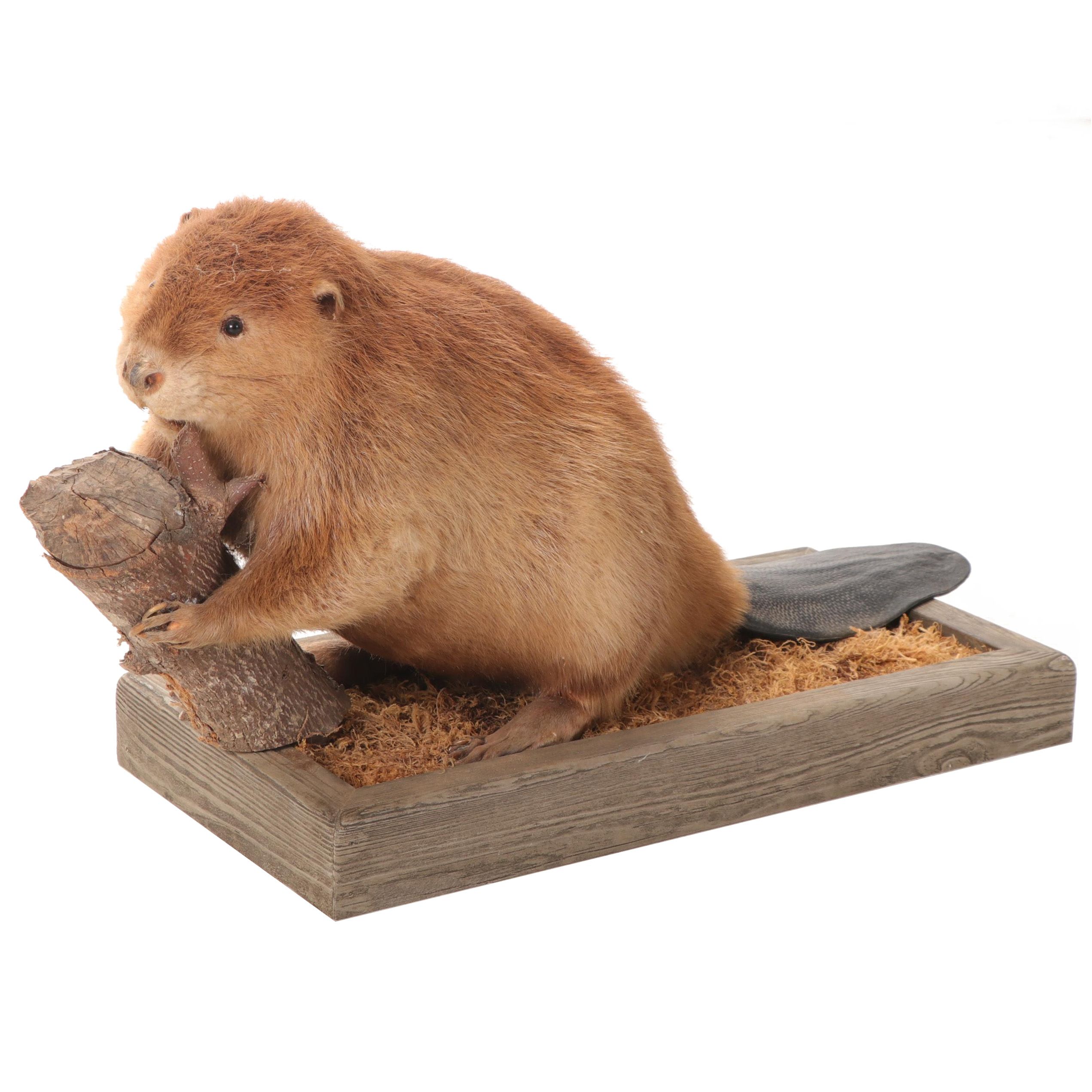 Taxidermy Beaver Full Body Mount Holding Log | EBTH