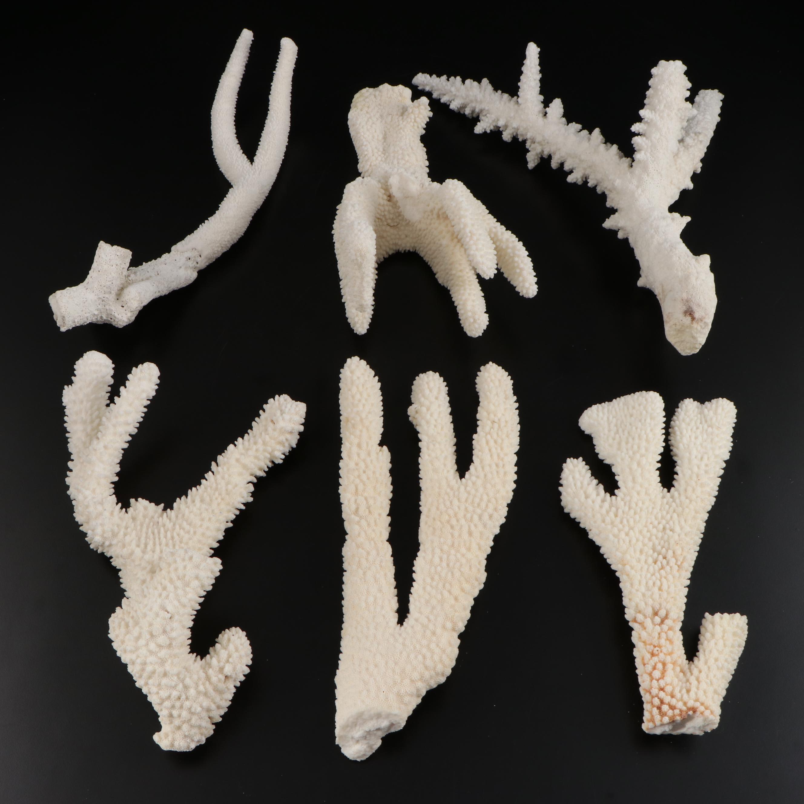 Fossil and Part Fossil Scleractinian Stony Coral Specimens | EBTH
