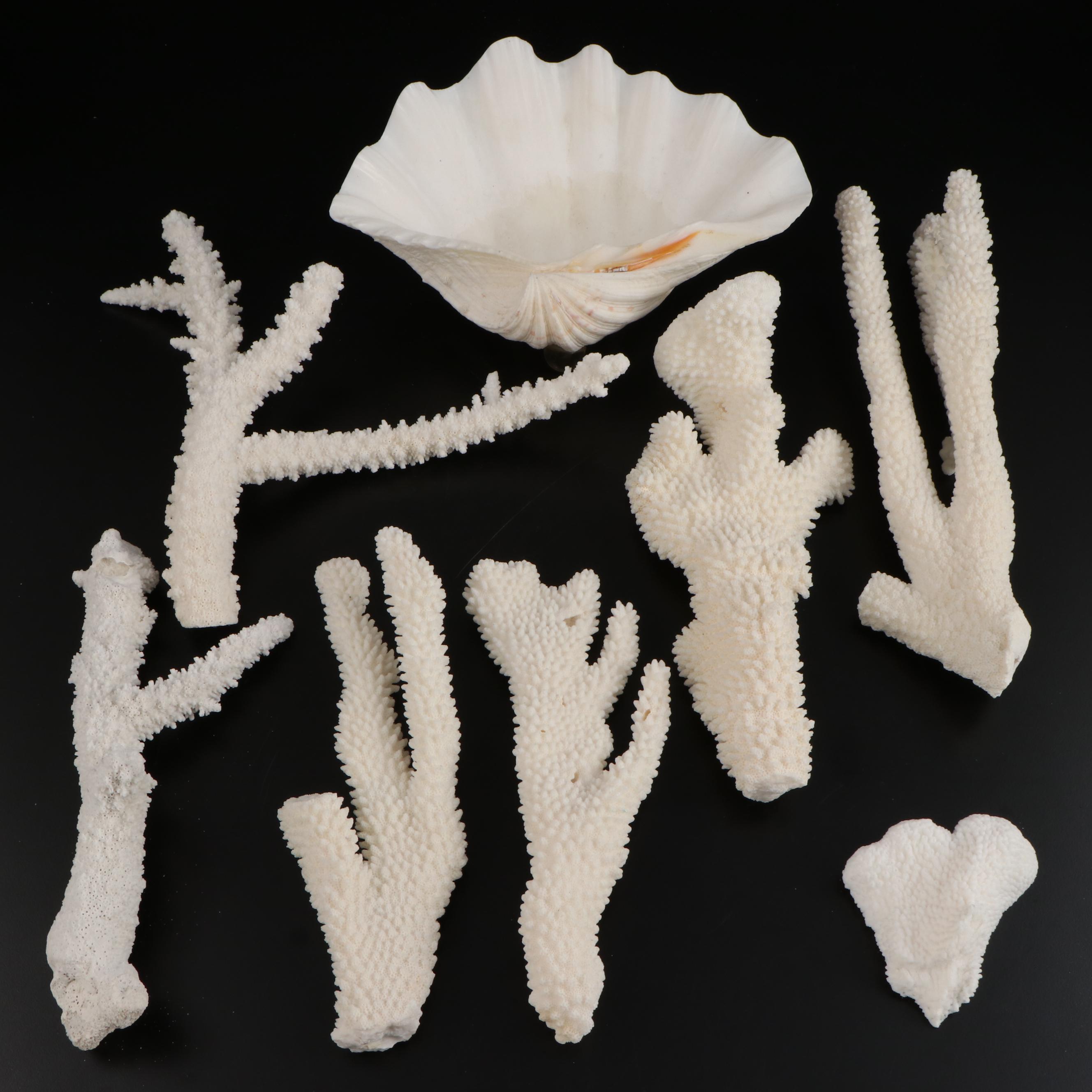 Fossil Scleractinian Stony Coral Specimens and Clam Shell | EBTH