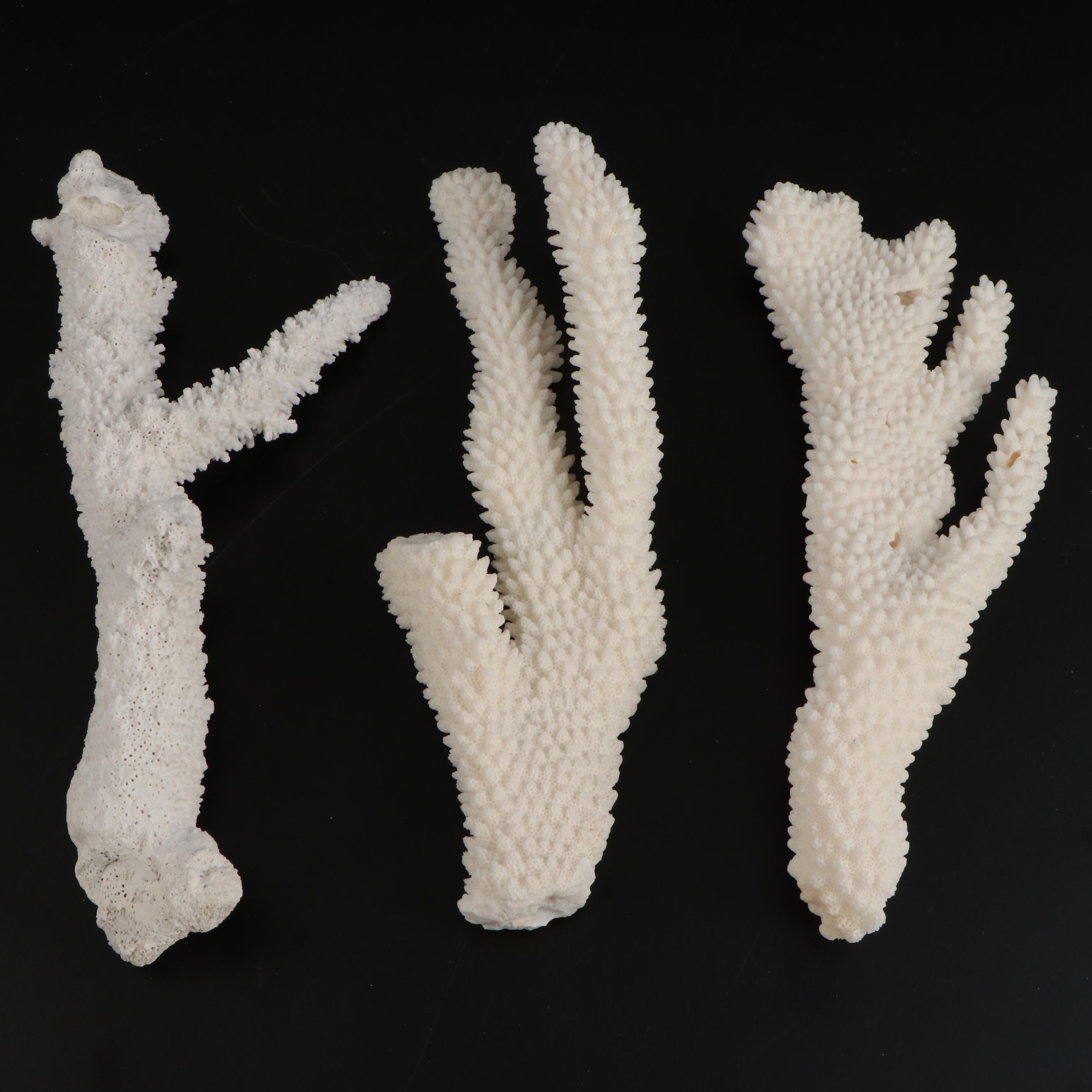 Fossil Scleractinian Stony Coral Specimens and Clam Shell | EBTH
