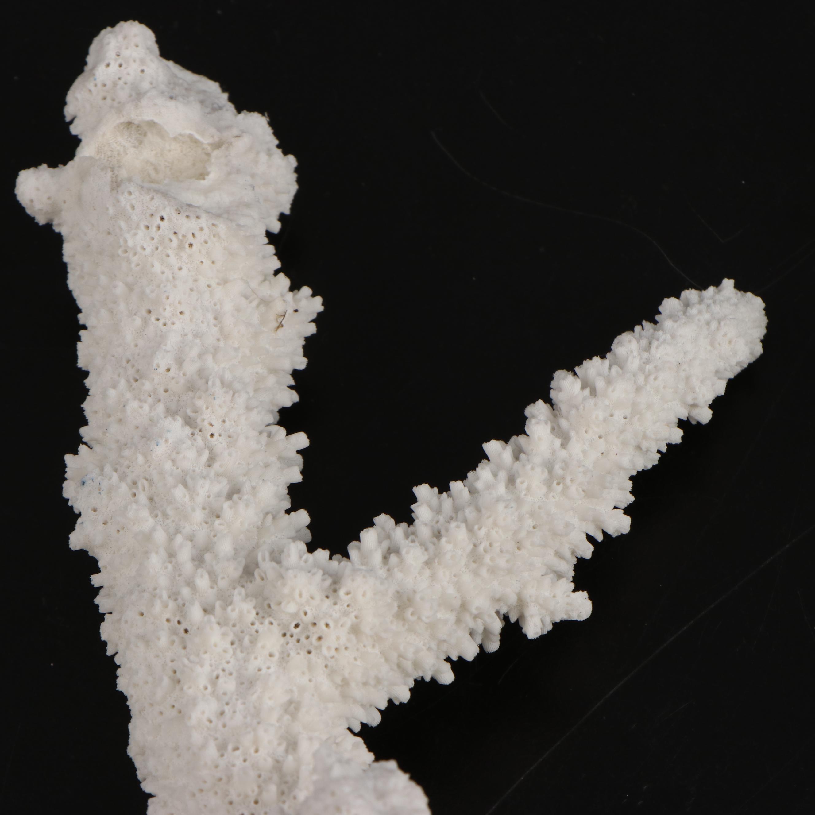 Fossil Scleractinian Stony Coral Specimens and Clam Shell | EBTH
