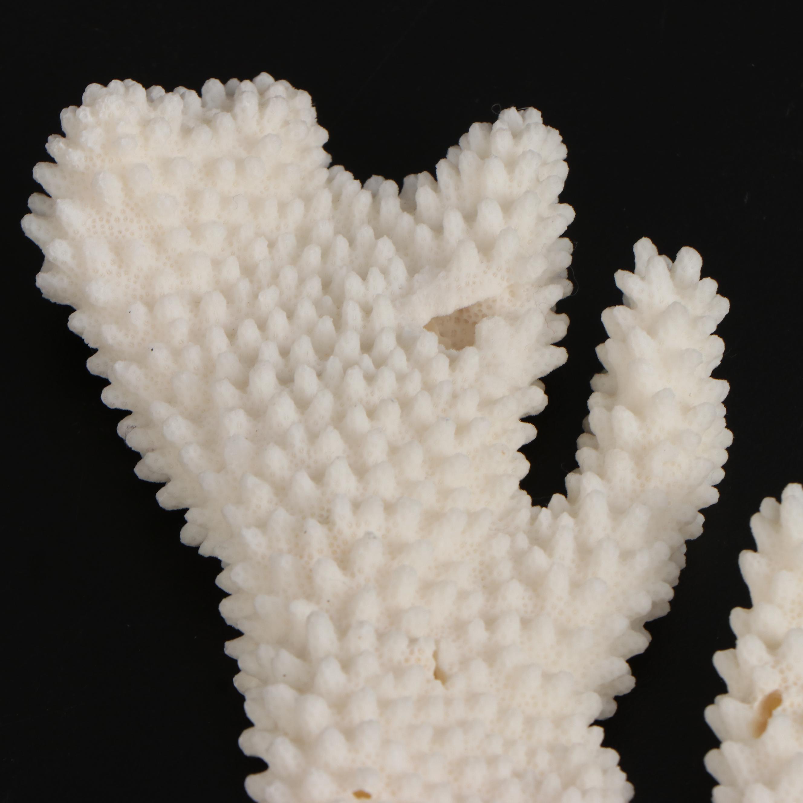 Fossil Scleractinian Stony Coral Specimens and Clam Shell | EBTH