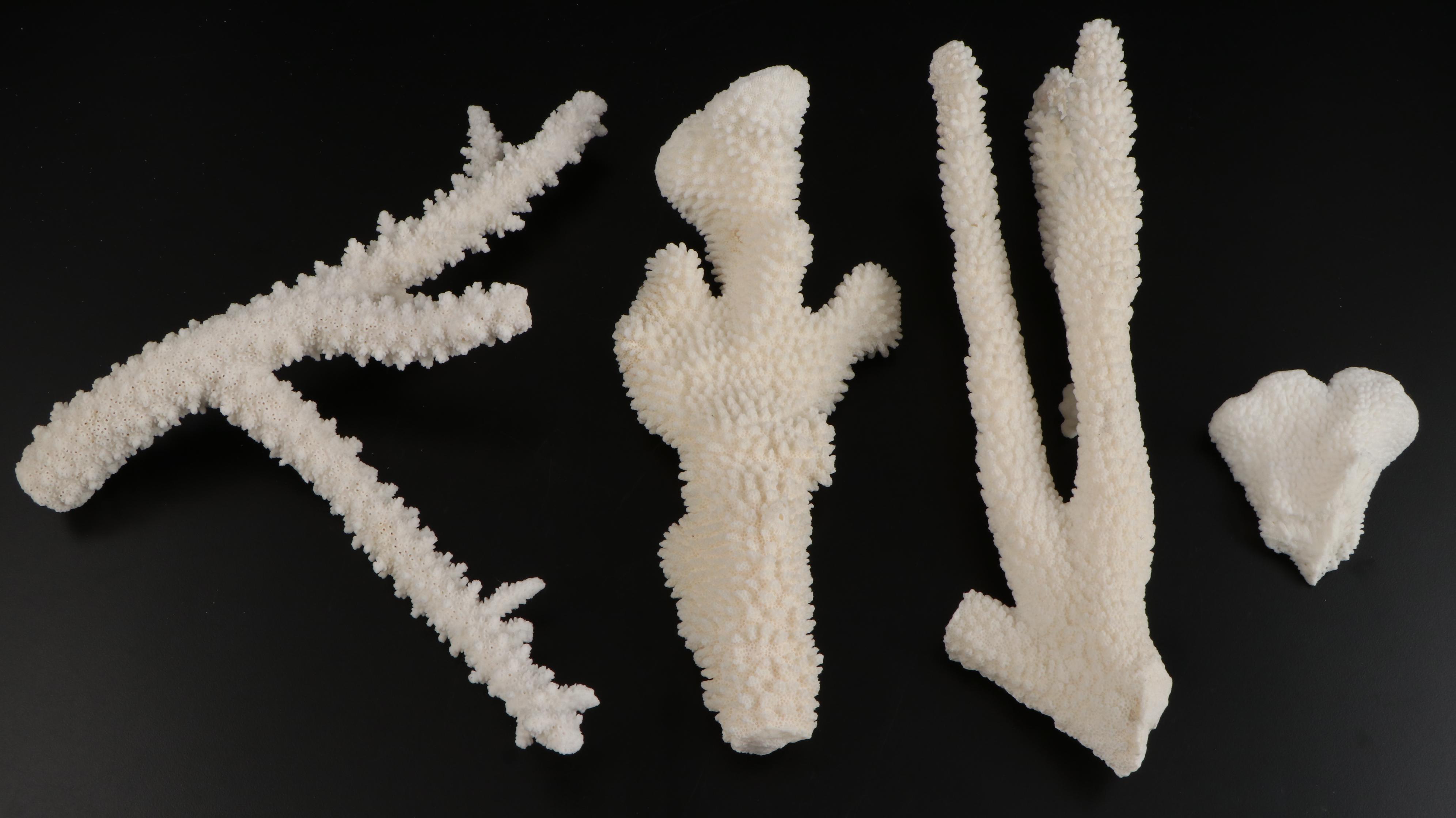 Fossil Scleractinian Stony Coral Specimens and Clam Shell | EBTH