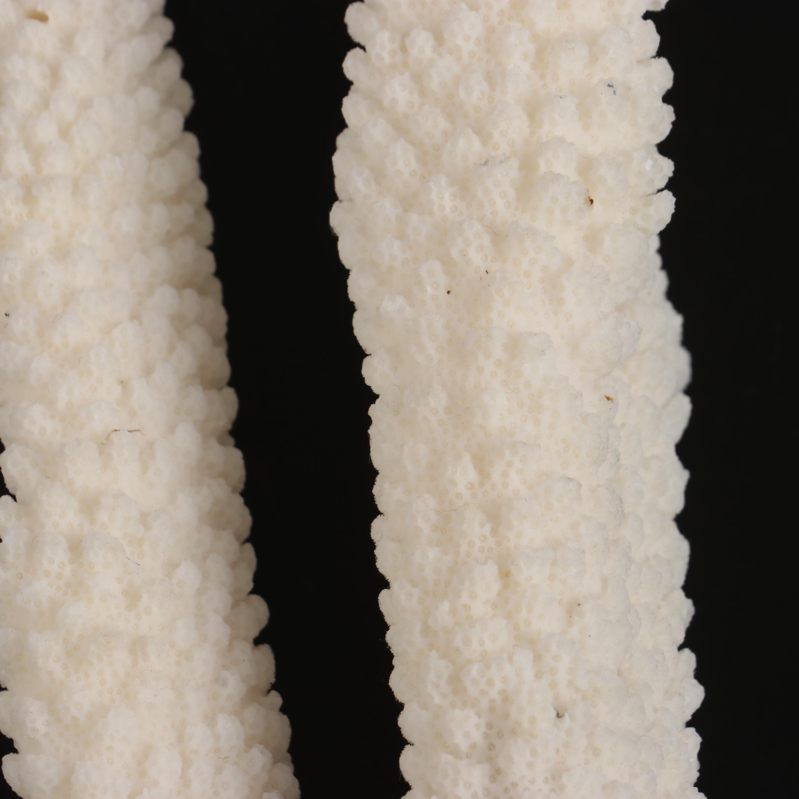 Fossil Scleractinian Stony Coral Specimens and Clam Shell | EBTH