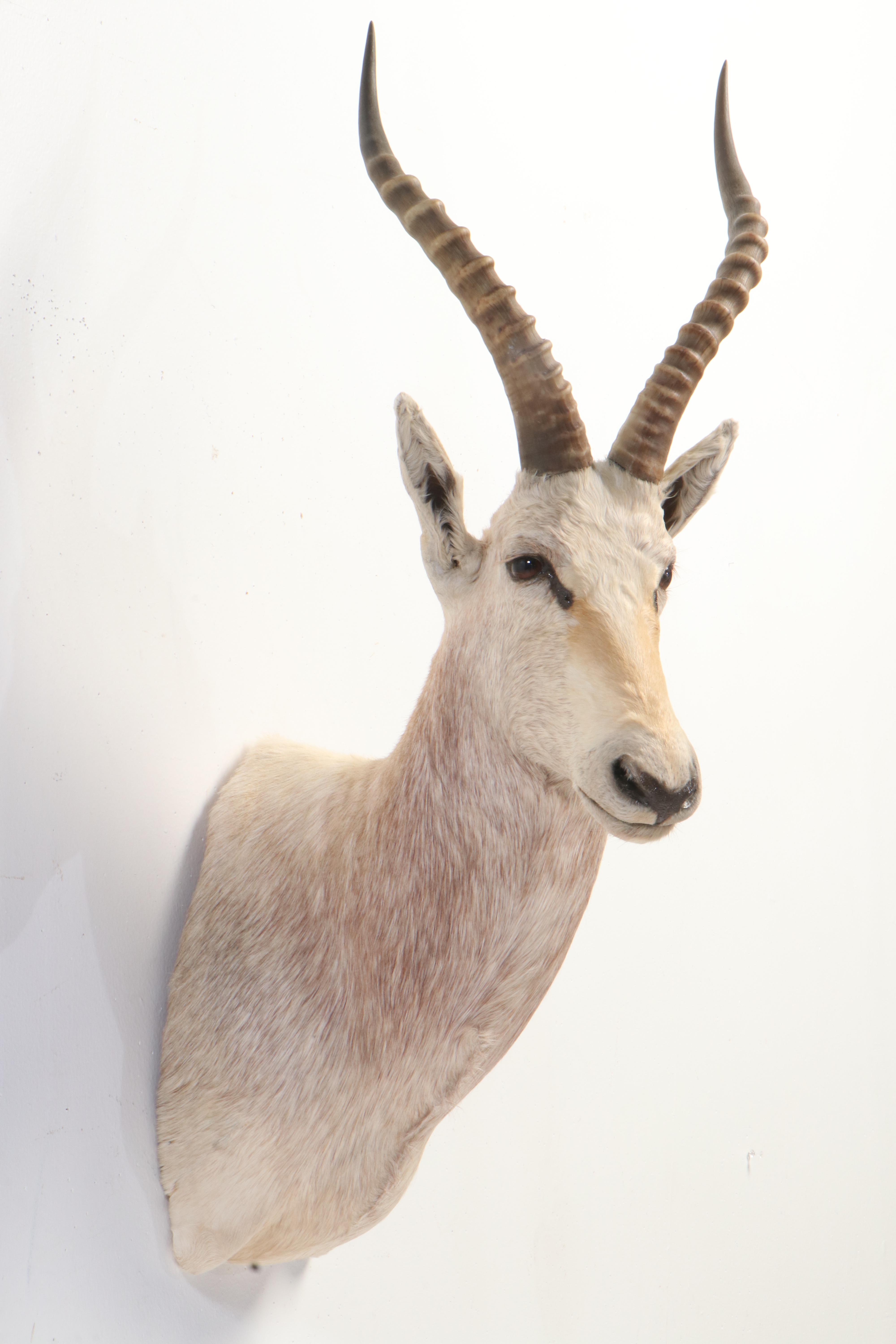 White Common Blesbok Shoulder Mount Taxidermy | EBTH