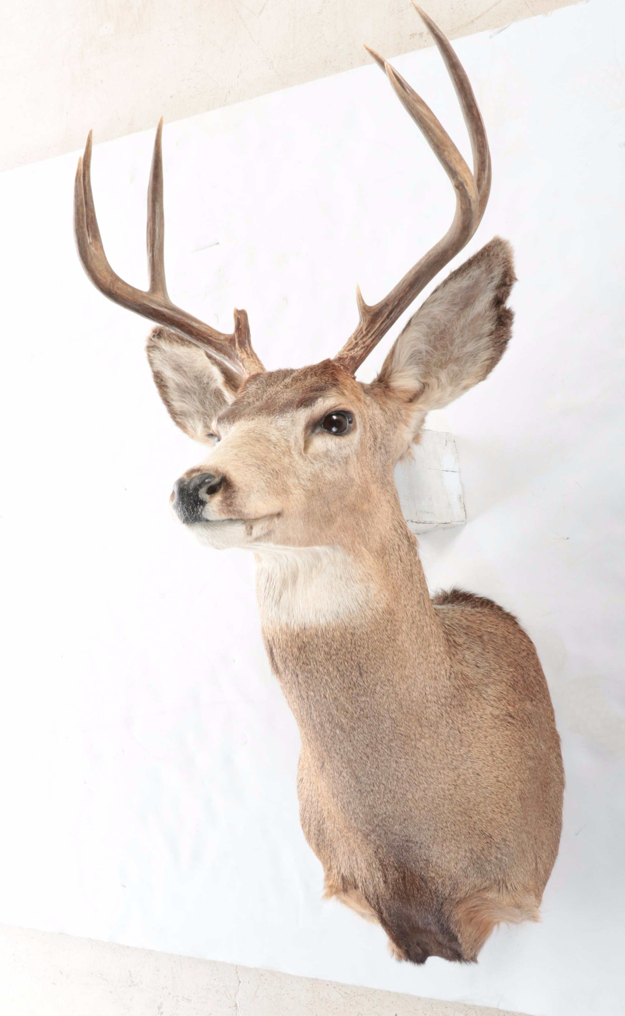 Taxidermy Eight-Point Mule Deer Deer Shoulder Mount | EBTH