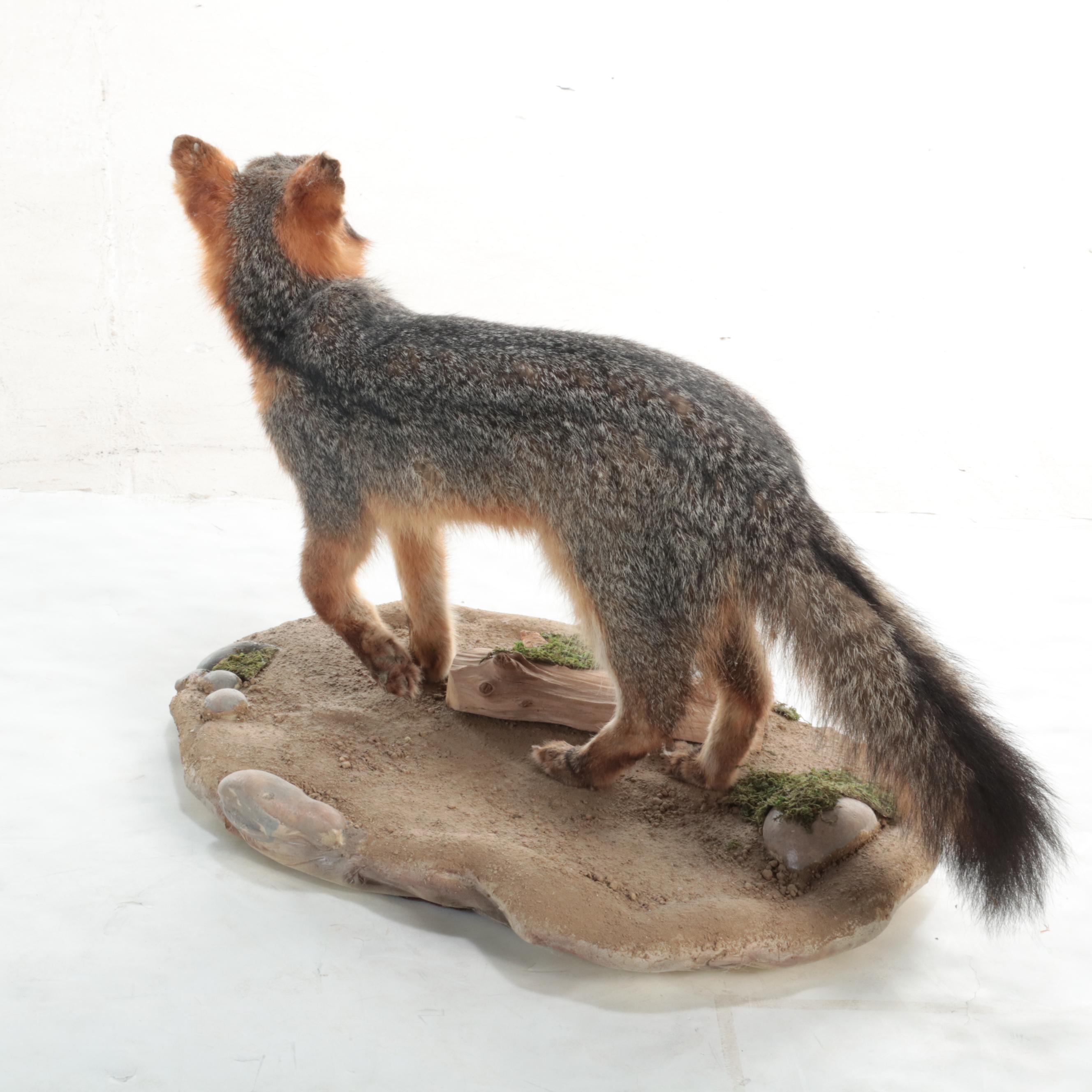 Taxidermy American Gray Fox Full Body Mount on Landscaped Base | EBTH