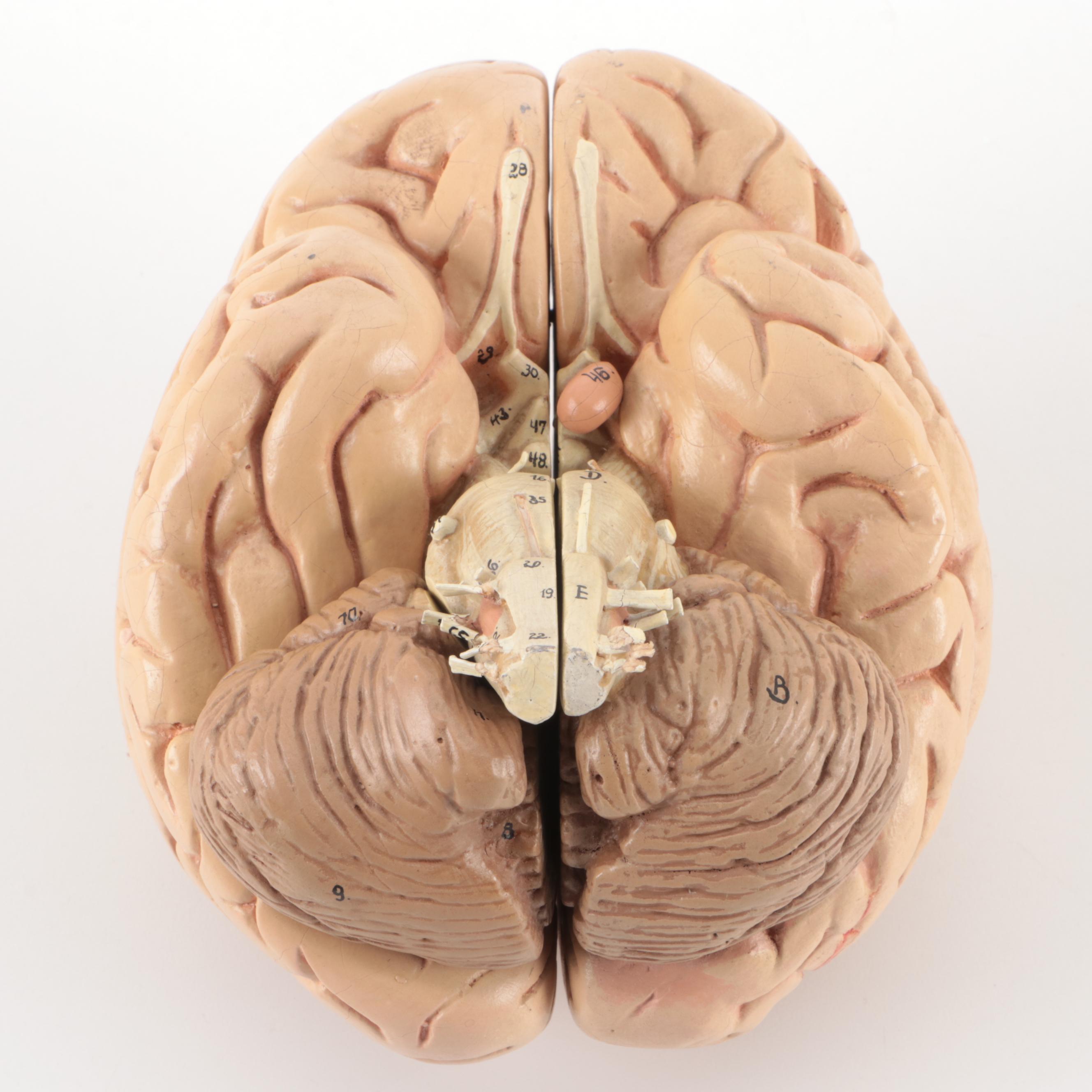 Antique Plaster Four-Piece Anatomical Model of the Human Brain | EBTH