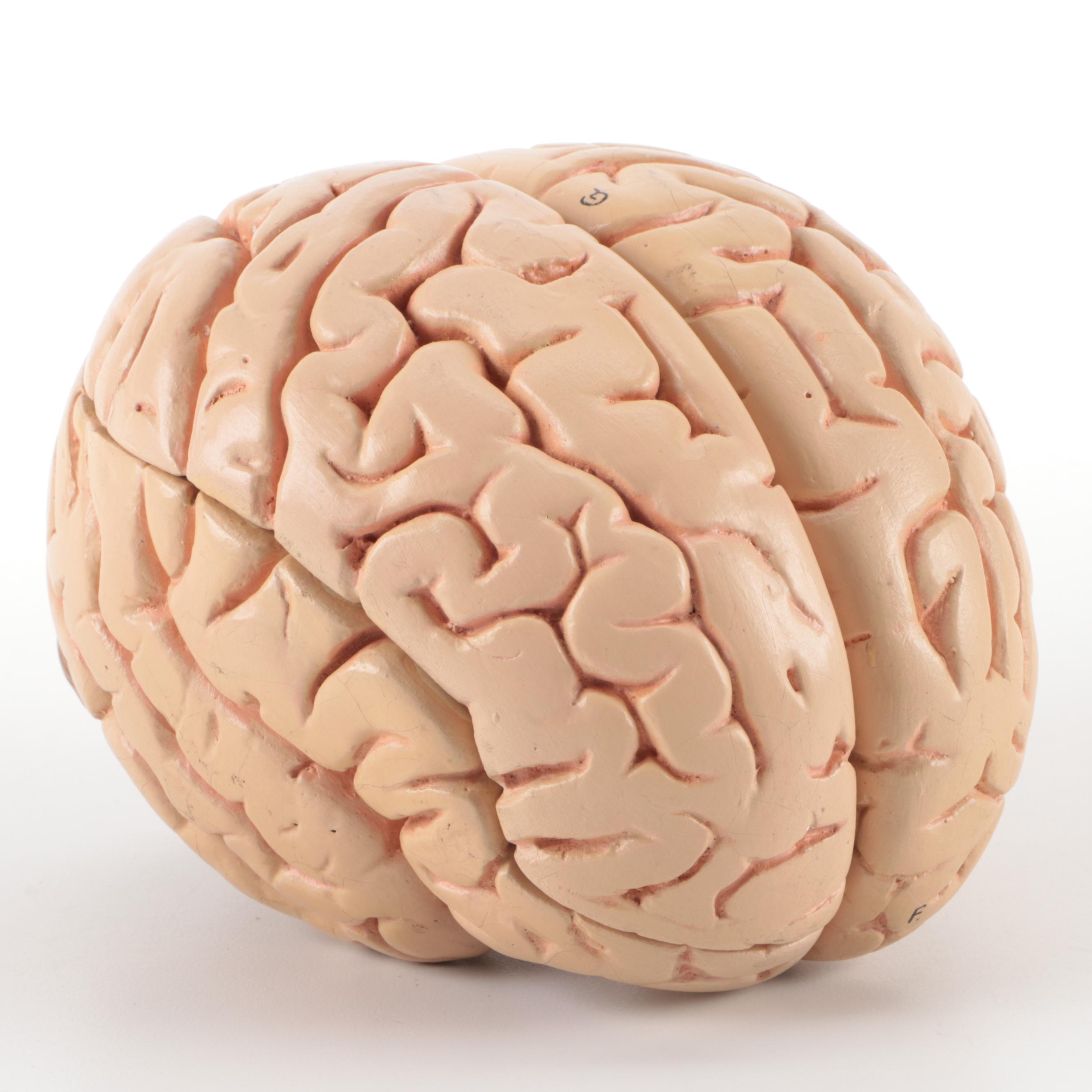 Antique Plaster Four-Piece Anatomical Model of the Human Brain | EBTH