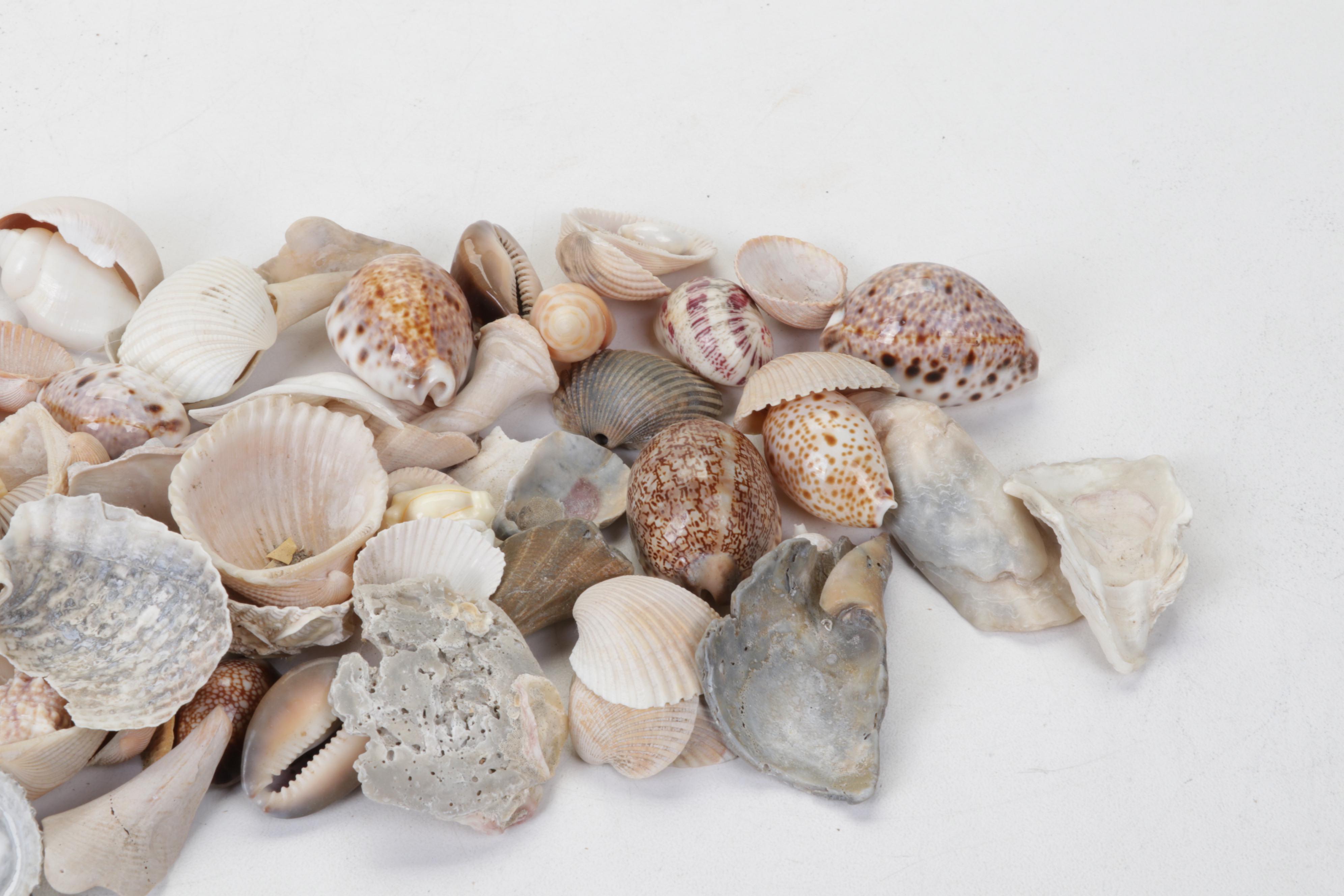 King Helmet Shell, Giant Clam, Cone, Cameo Cowrie and More Seashells | EBTH