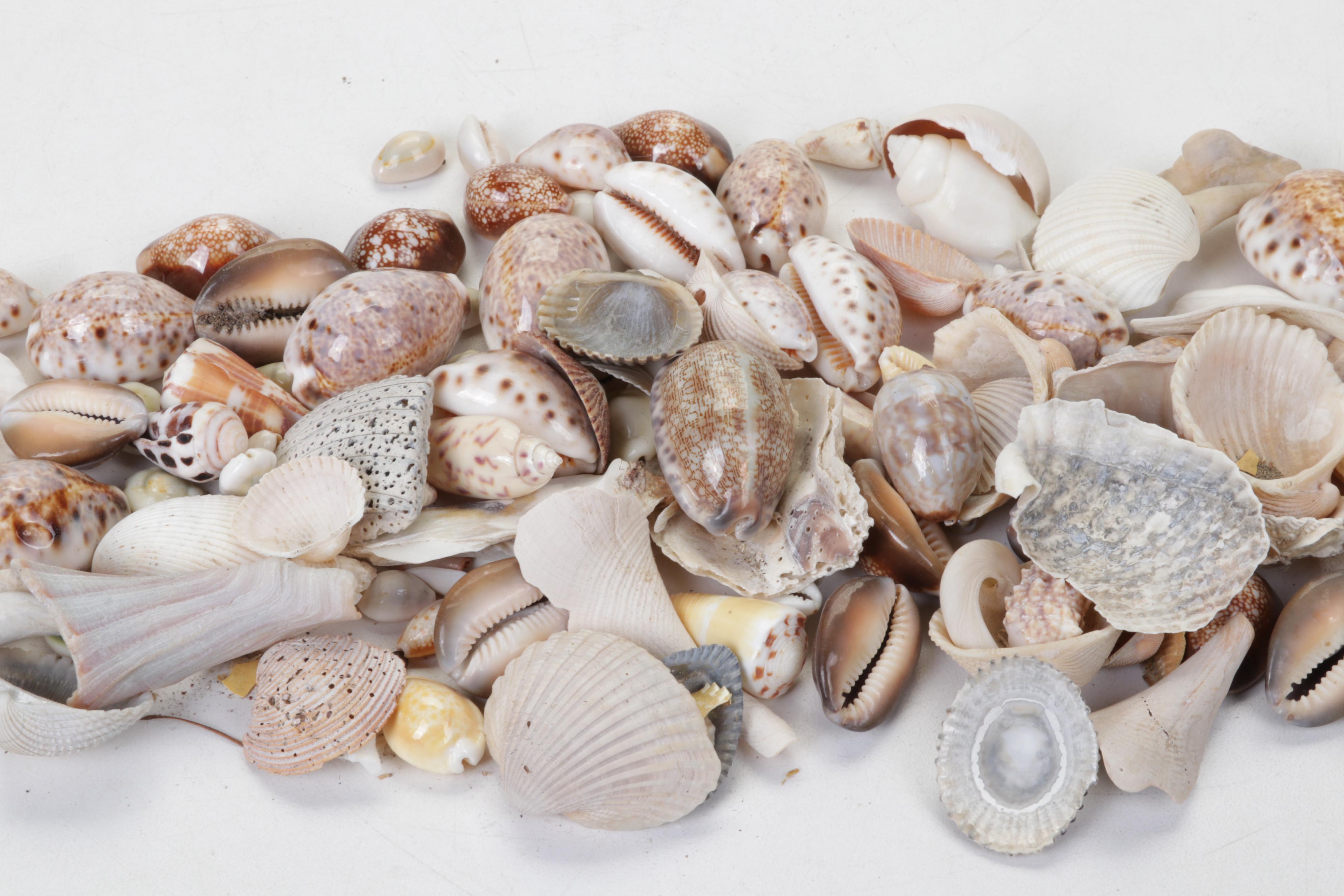 King Helmet Shell, Giant Clam, Cone, Cameo Cowrie and More Seashells | EBTH