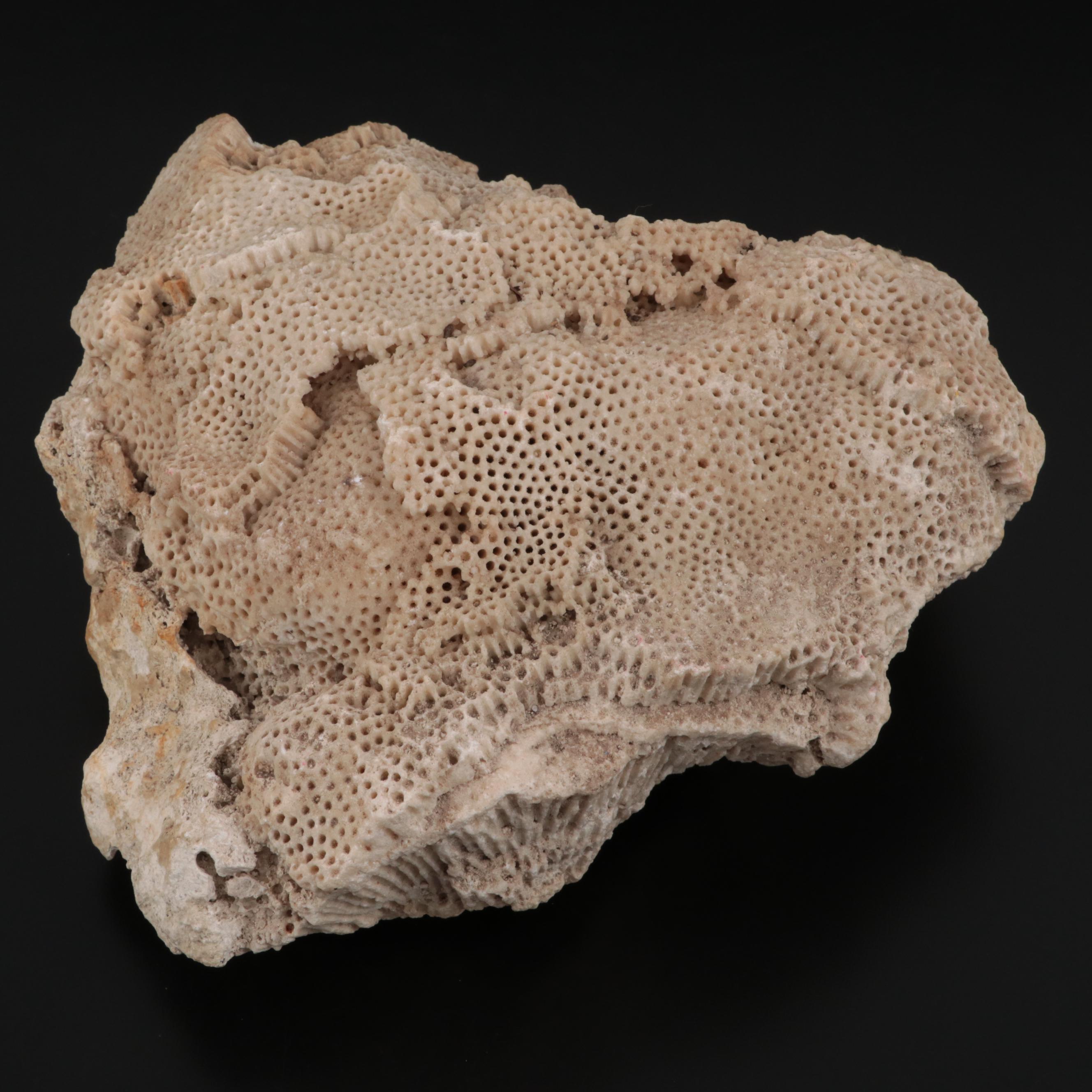 Fossil Scleractinian Coral and Ruffled Clam Shell Specimens | EBTH
