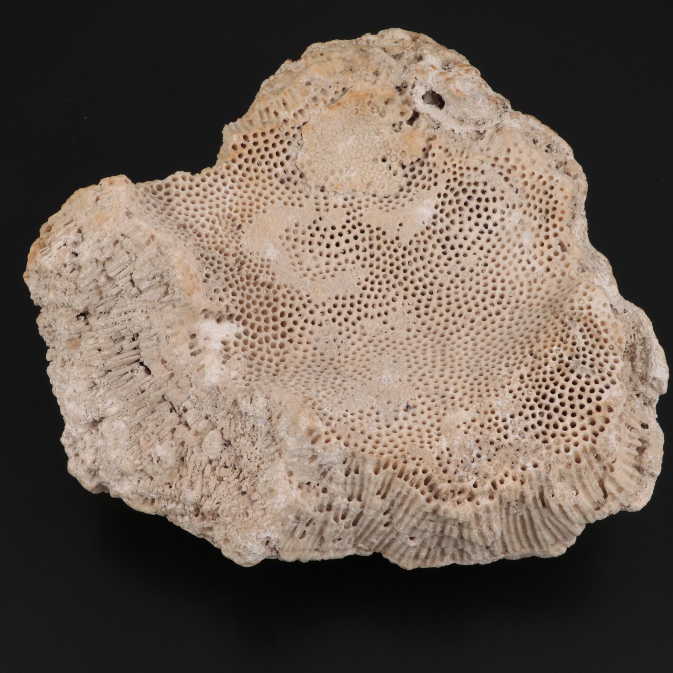 Fossil Scleractinian Coral and Ruffled Clam Shell Specimens | EBTH