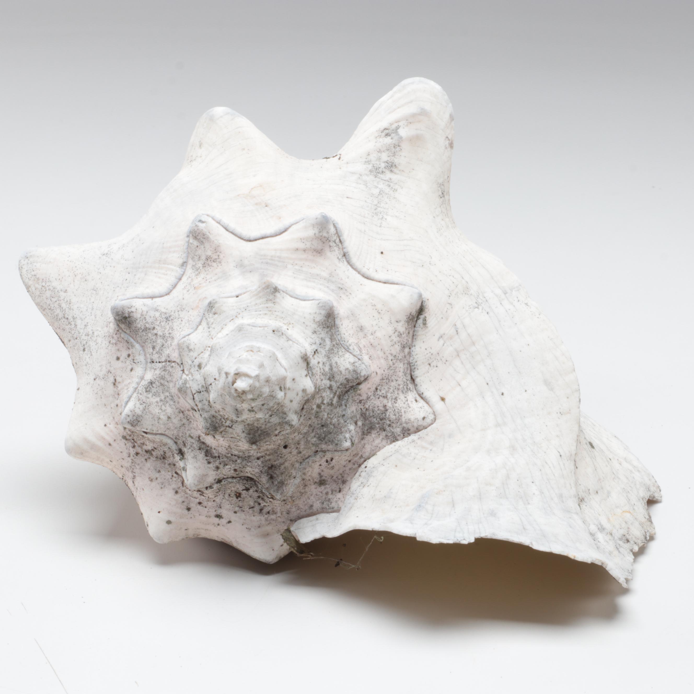 Queen Conch, King Helmet Shell, Horse Conch, Tiger Cowrie and Turban ...