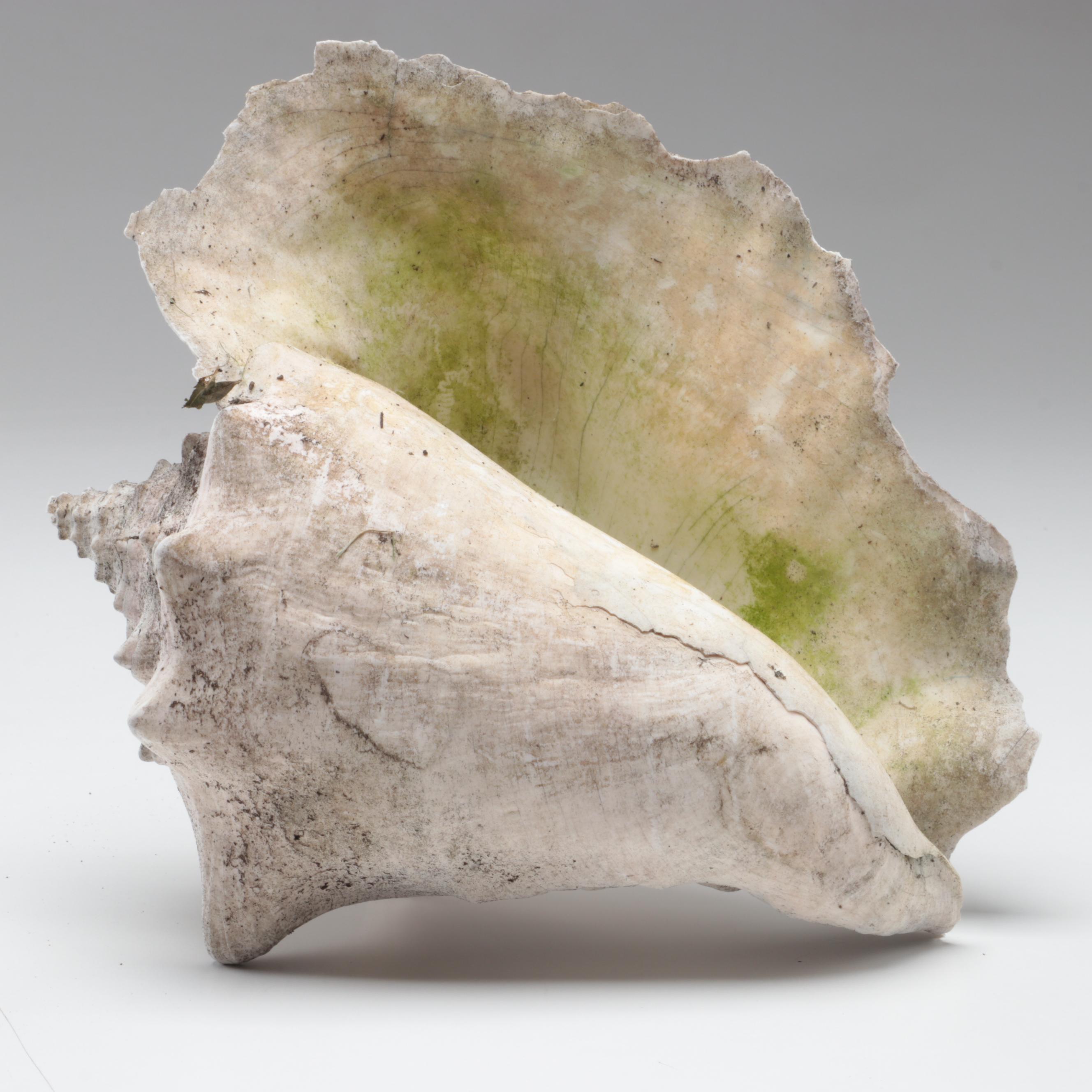 Queen Conch, King Helmet Shell, Horse Conch, Tiger Cowrie and Turban ...